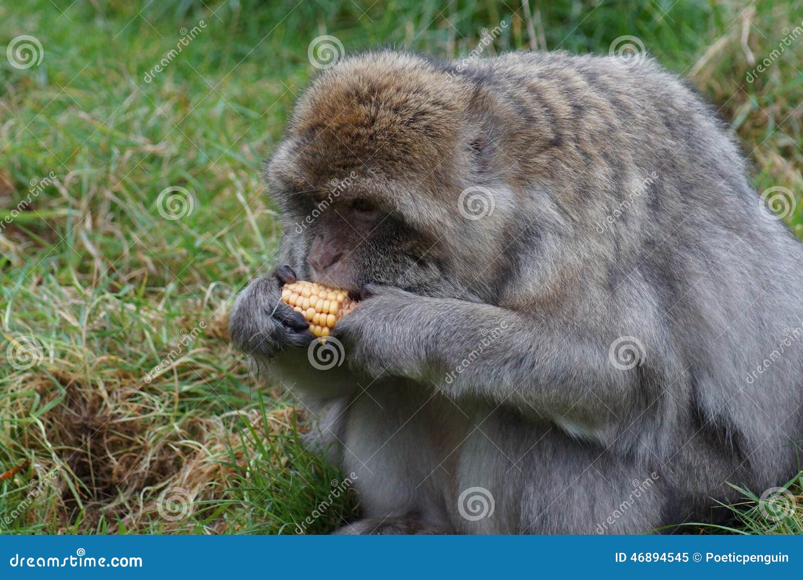 Barbary Macaque - Macaca Sylvanus Stock Image - Image of food, infant ...