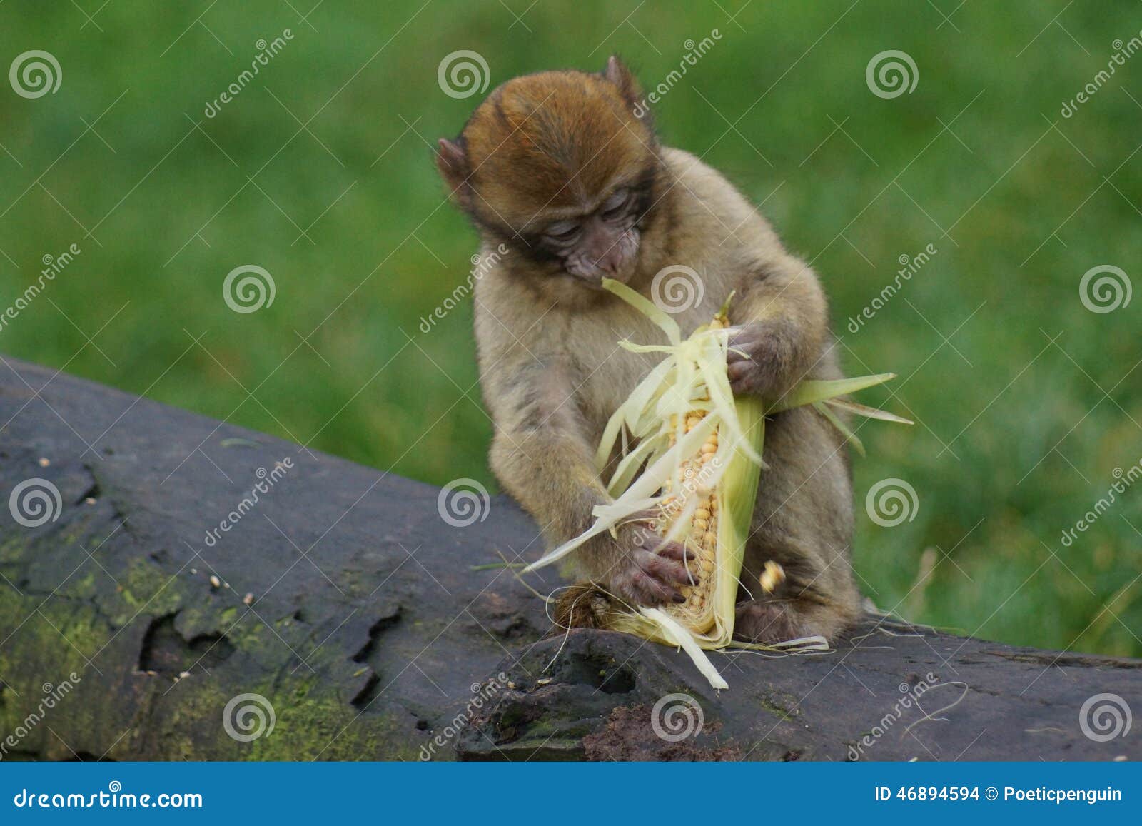 Barbary Macaque - Macaca Sylvanus Stock Photo - Image of eating, green ...