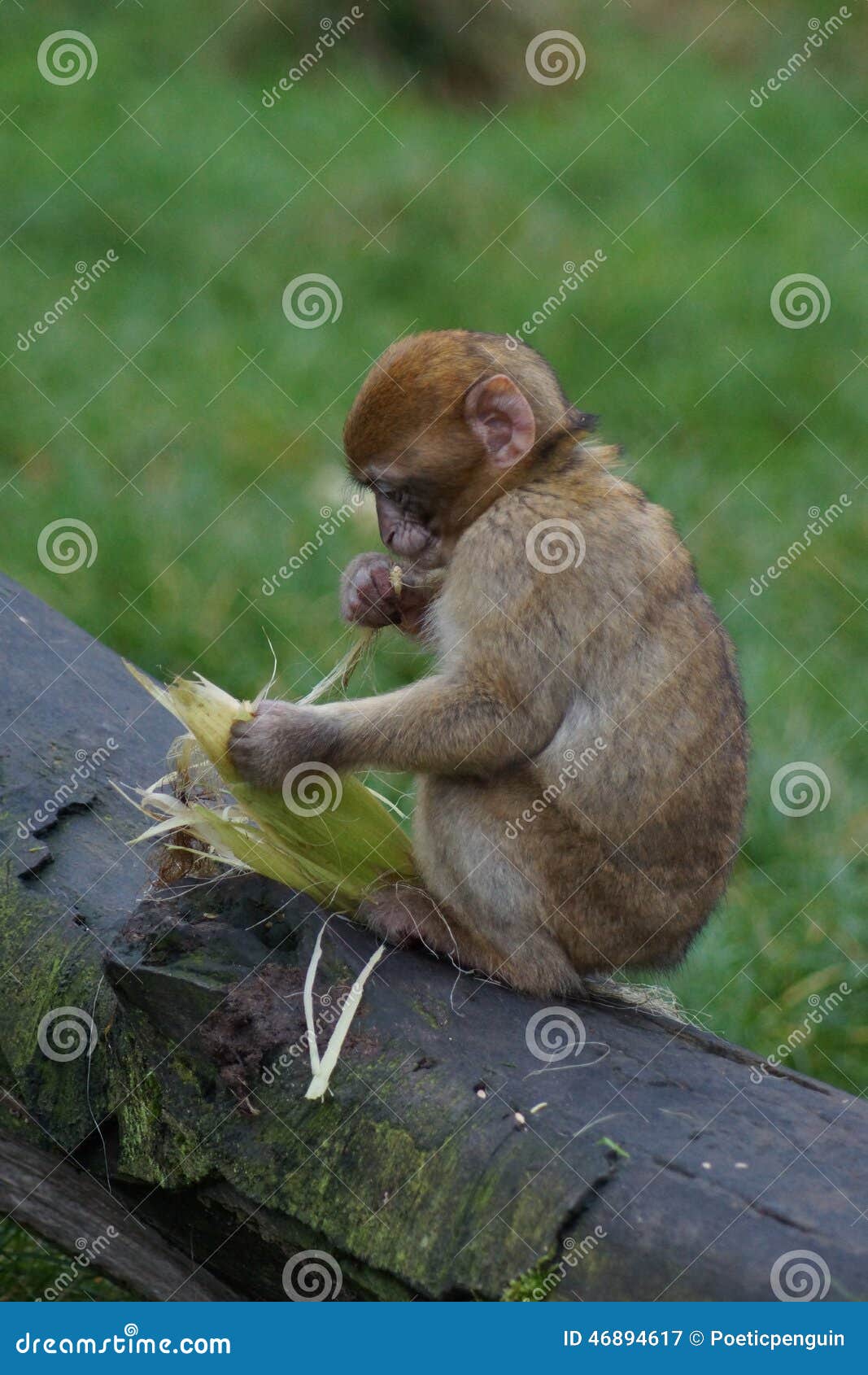 Barbary Macaque - Macaca Sylvanus Stock Image - Image of ginger ...