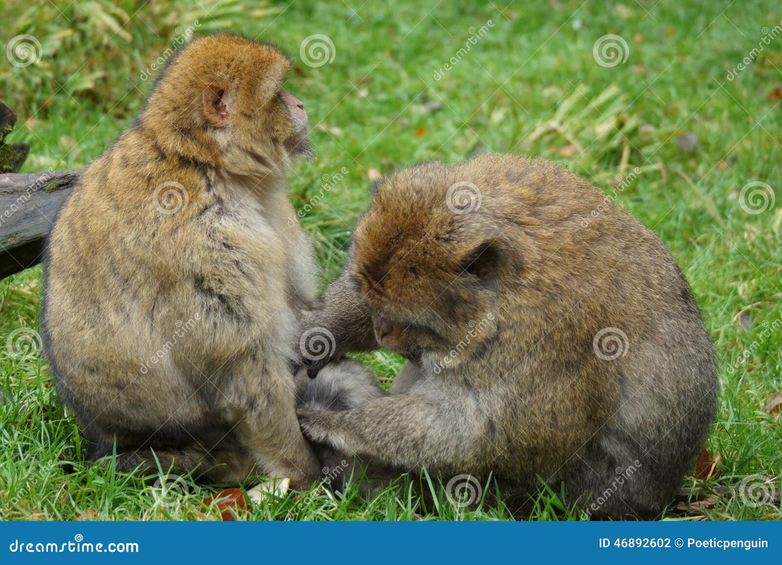 Barbary Macaque - Macaca Sylvanus Stock Photo - Image of couple ...