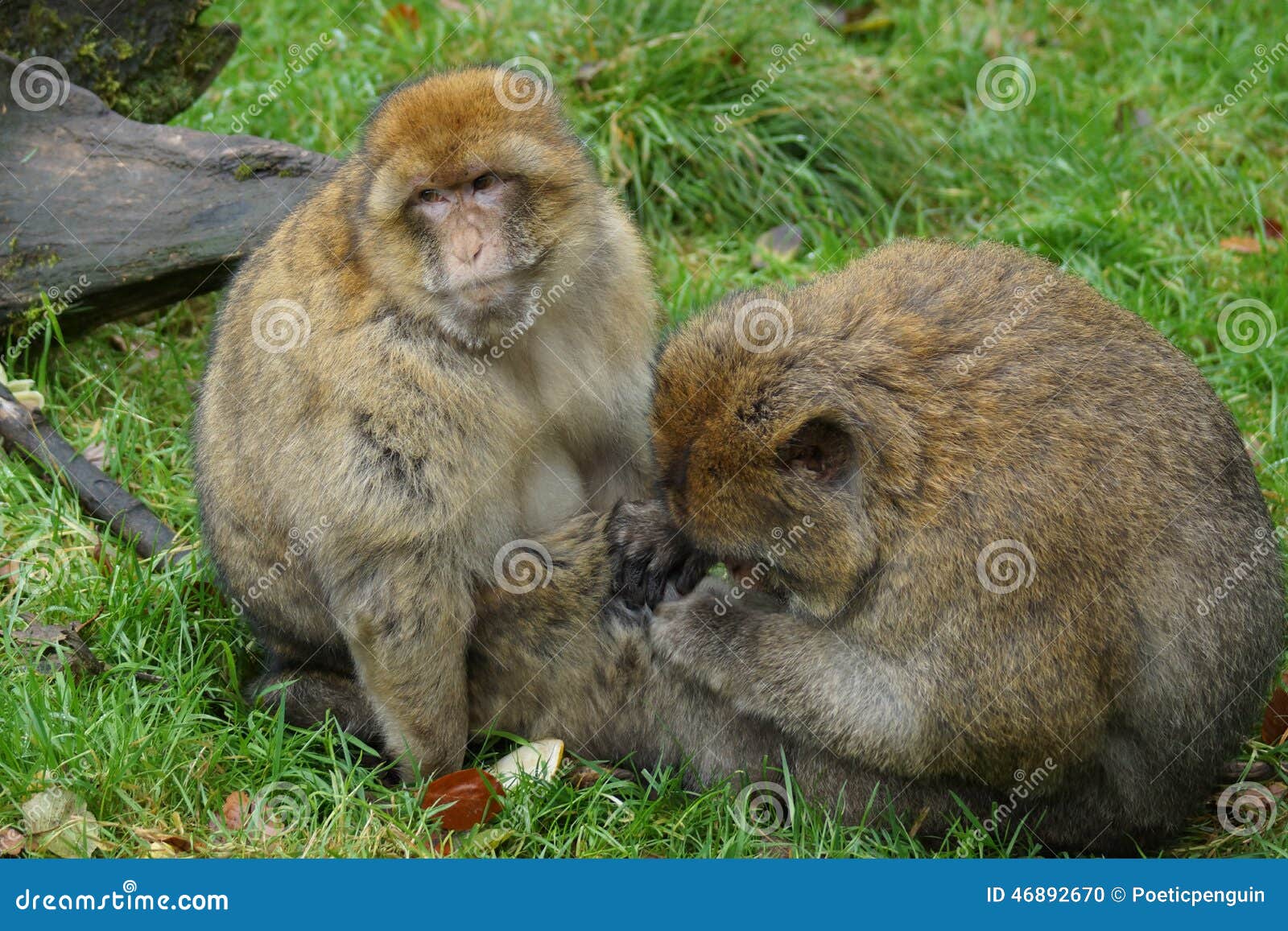 Barbary Macaque - Macaca Sylvanus Stock Photo - Image of macaca ...