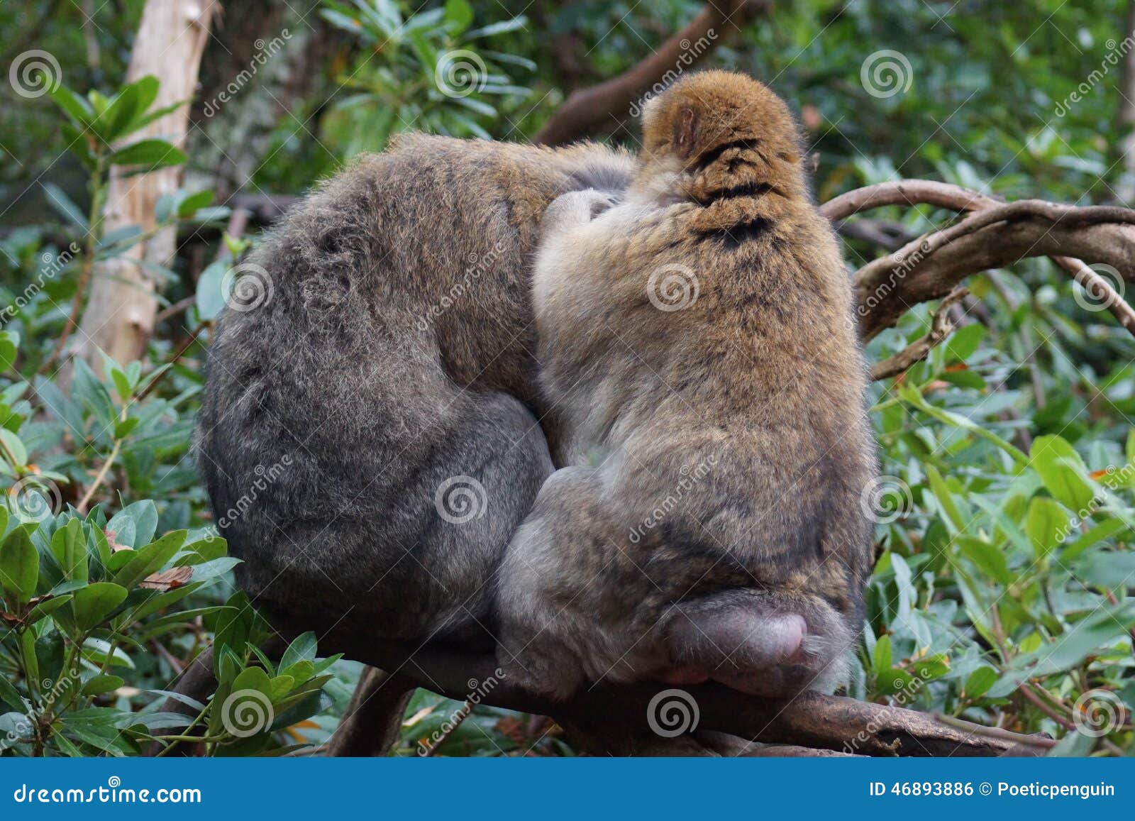 Barbary Macaque - Macaca Sylvanus Stock Photo - Image of fluffy ...