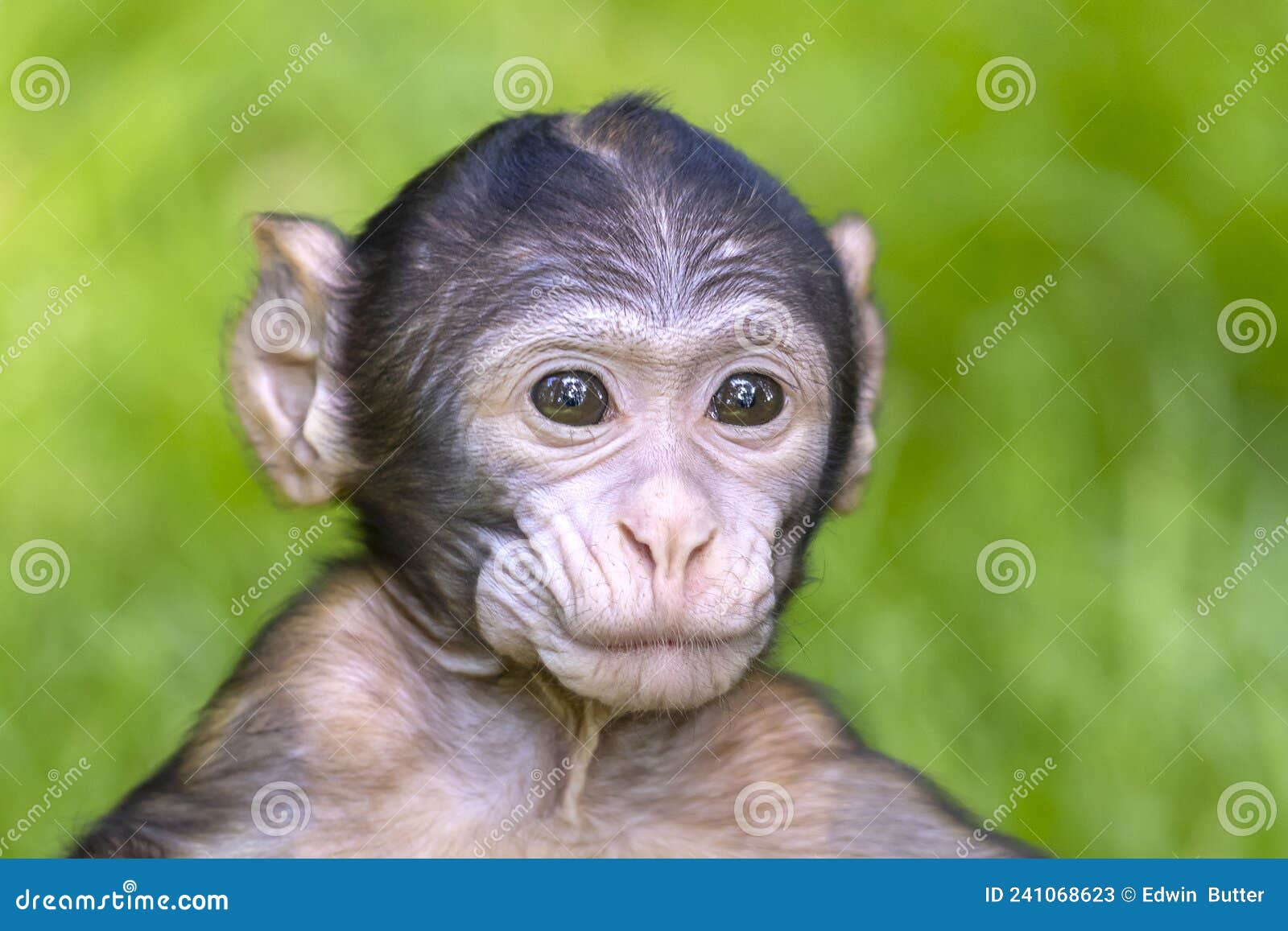 Barbary Macaque, Macaca Sylvanus Stock Image - Image of wildlife ...
