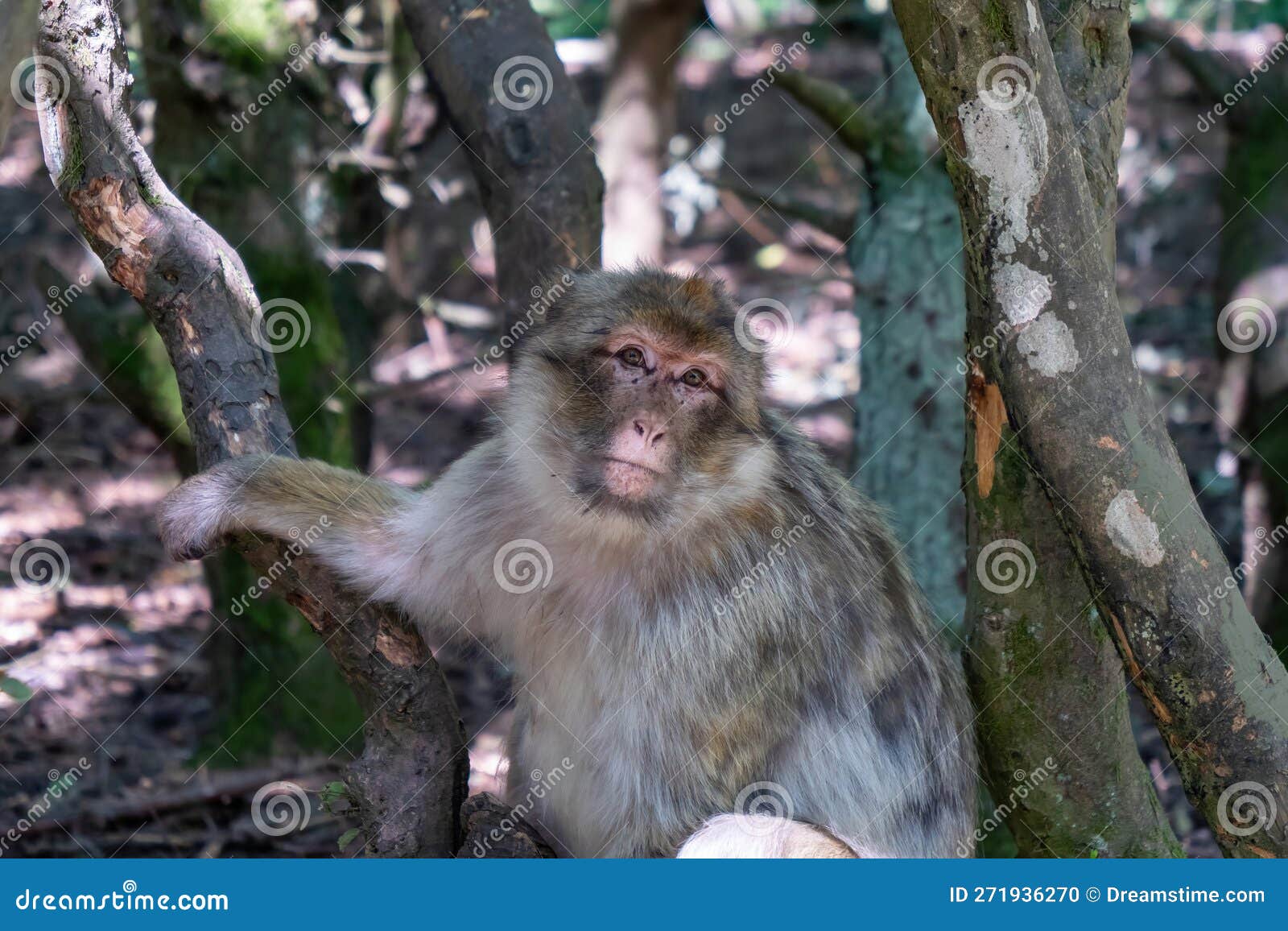 Barbary Macaque, Macaca Sylvanus, Primate Head Portrait Stock Photo ...