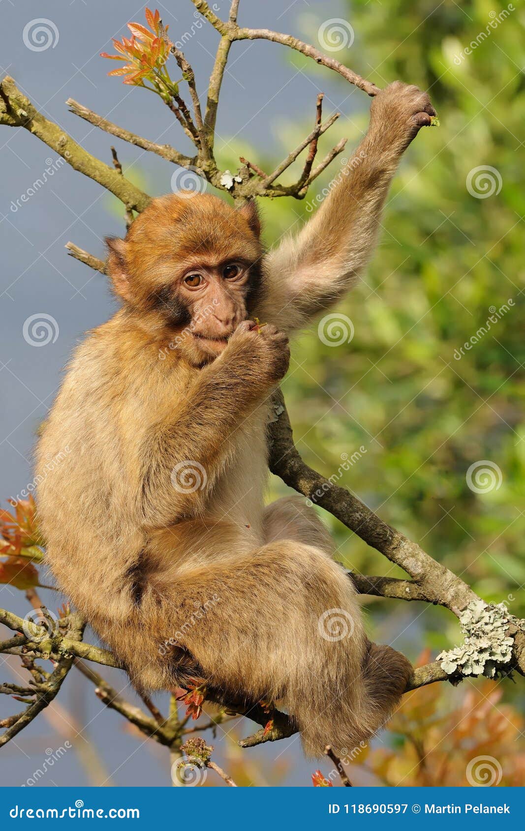 Barbary Macaque - Macaca Sylvanus on the Tree in Gibraltar Rock Stock ...