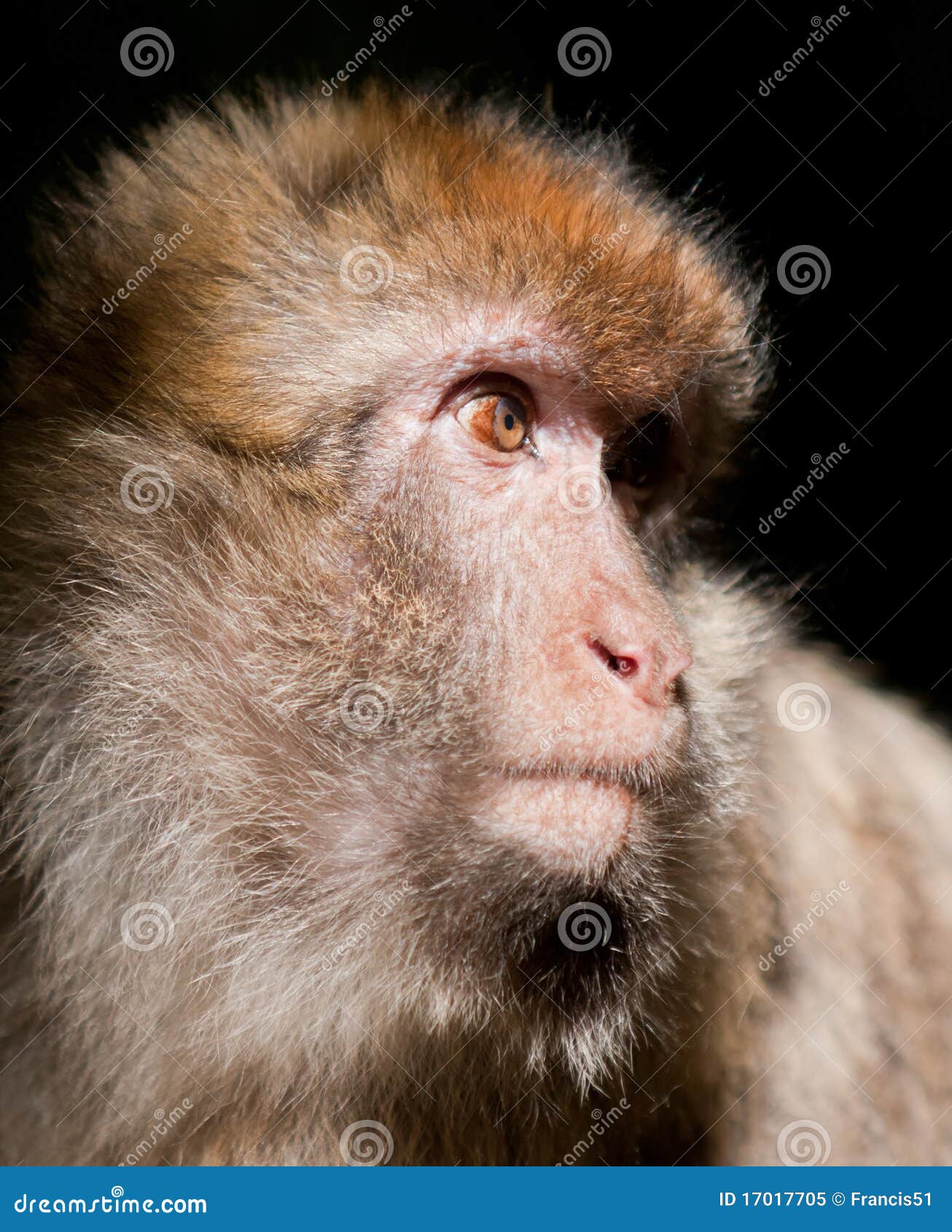 Barbary Macaque monkey stock image. Image of mammal, stare - 17017705