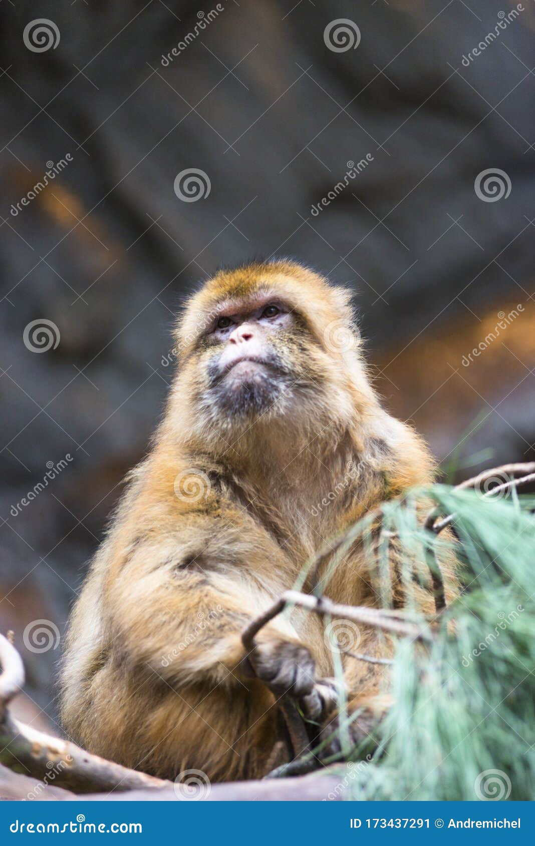Barbary Macaque monkey stock image. Image of front, monkeys - 173437291