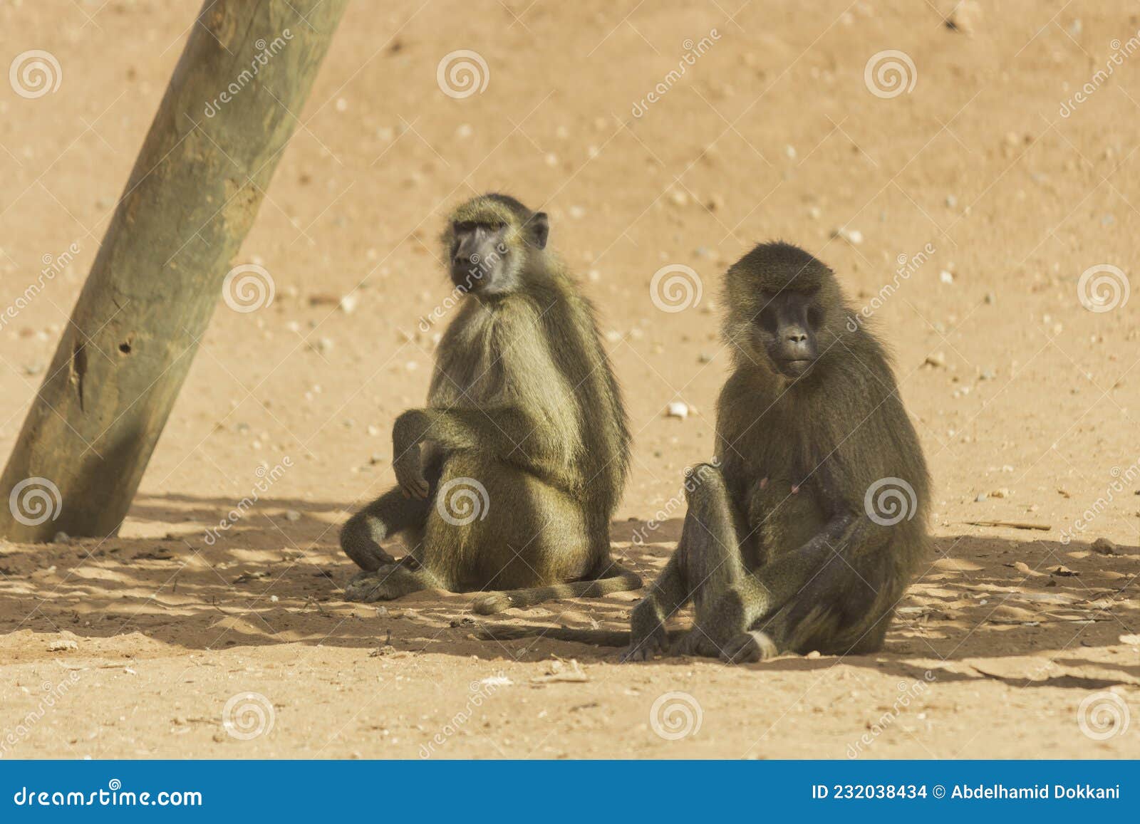 BARBARY MACAQUE MONKEY stock photo. Image of mammals - 232038434