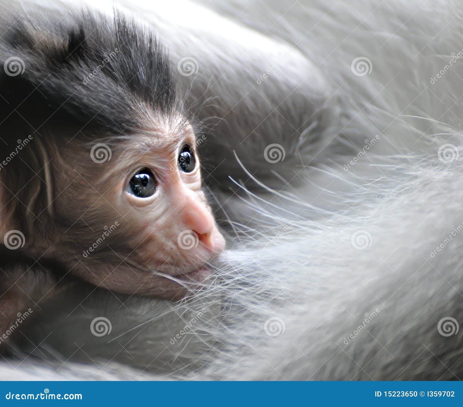 Barbary Macaque Monkey Baby Stock Photo - Image of child, monkey: 15223650