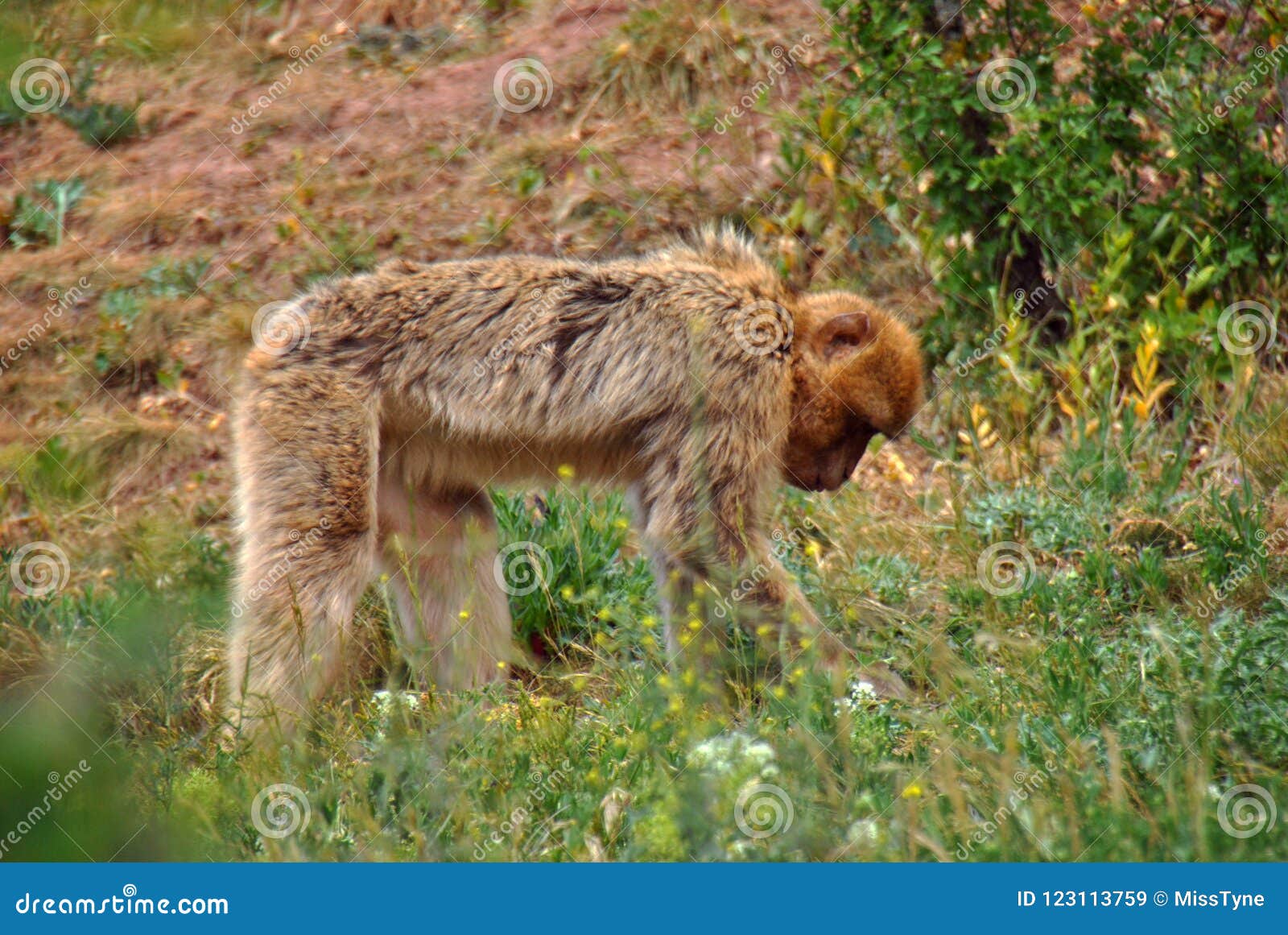 Barbary Macaque Monkey Exploring Stock Image - Image of reserve, game ...