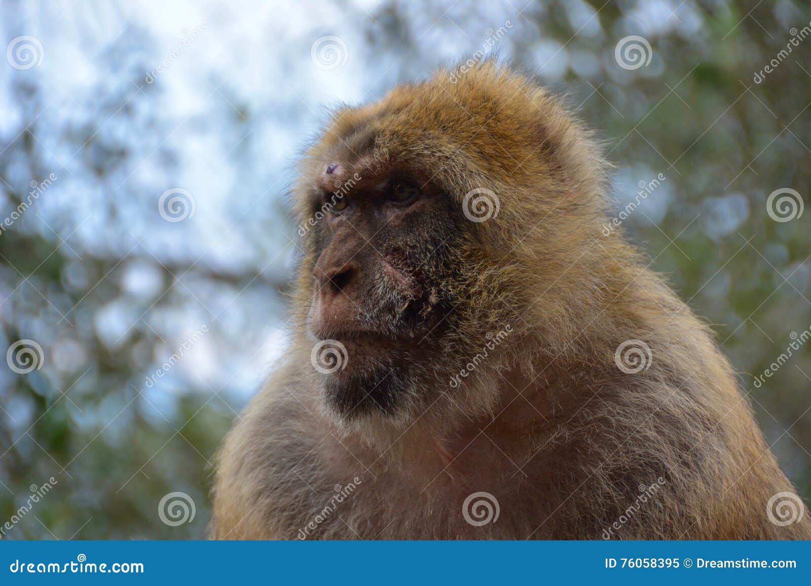 Barbary Macaque Monkey stock image. Image of gibraltar - 76058395