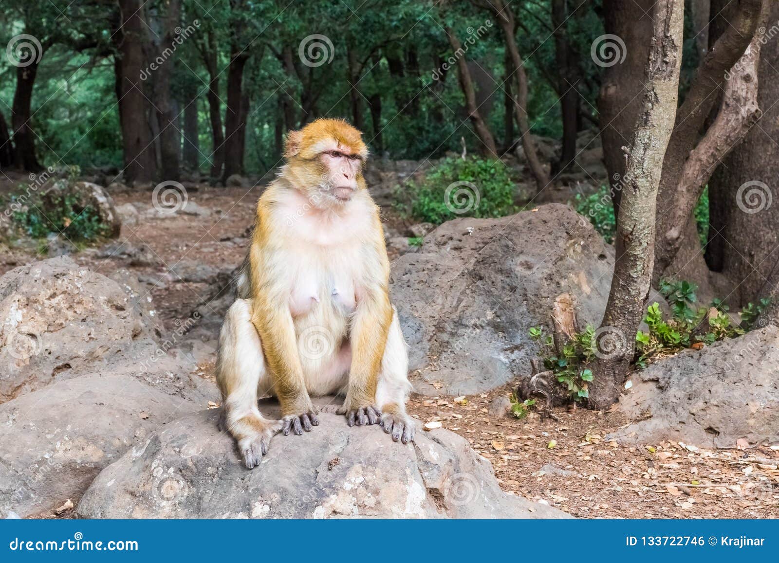 Barbary Macaque Monkey Sitting on Ground in the Cedar Forest, Azrou ...