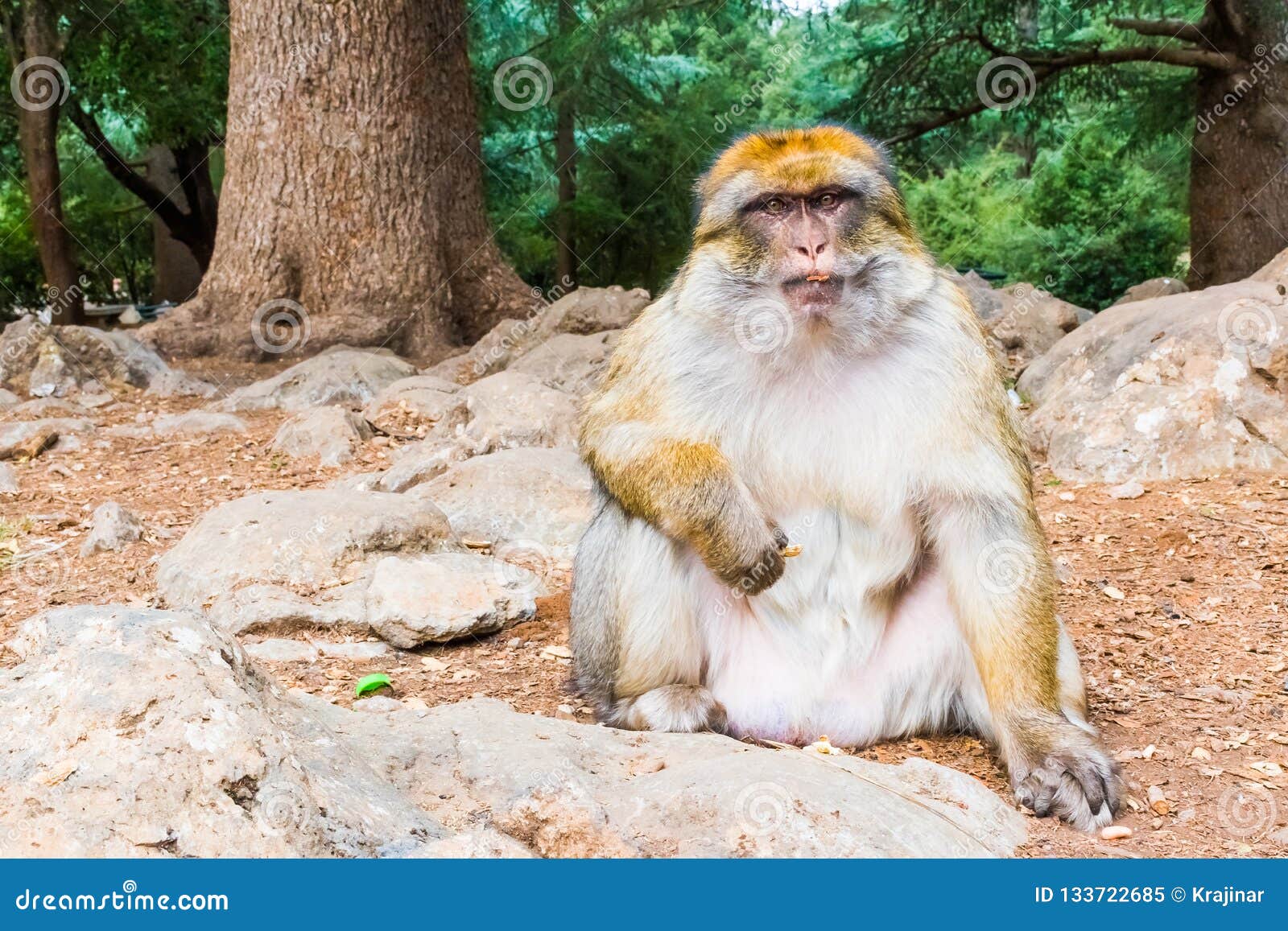Barbary Macaque Monkey Sitting on Ground in the Cedar Forest, Azrou ...