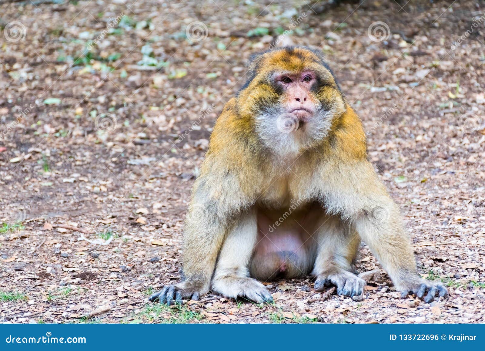 Barbary Macaque Monkey Sitting on Ground in the Cedar Forest, Azrou ...