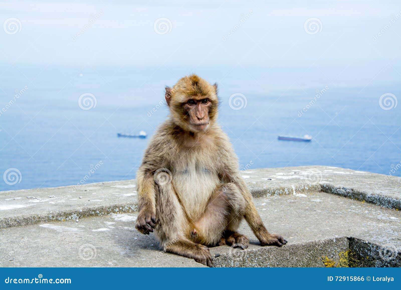 Barbary Macaque Monkey with Two Cargo Ships in the Background Stock ...