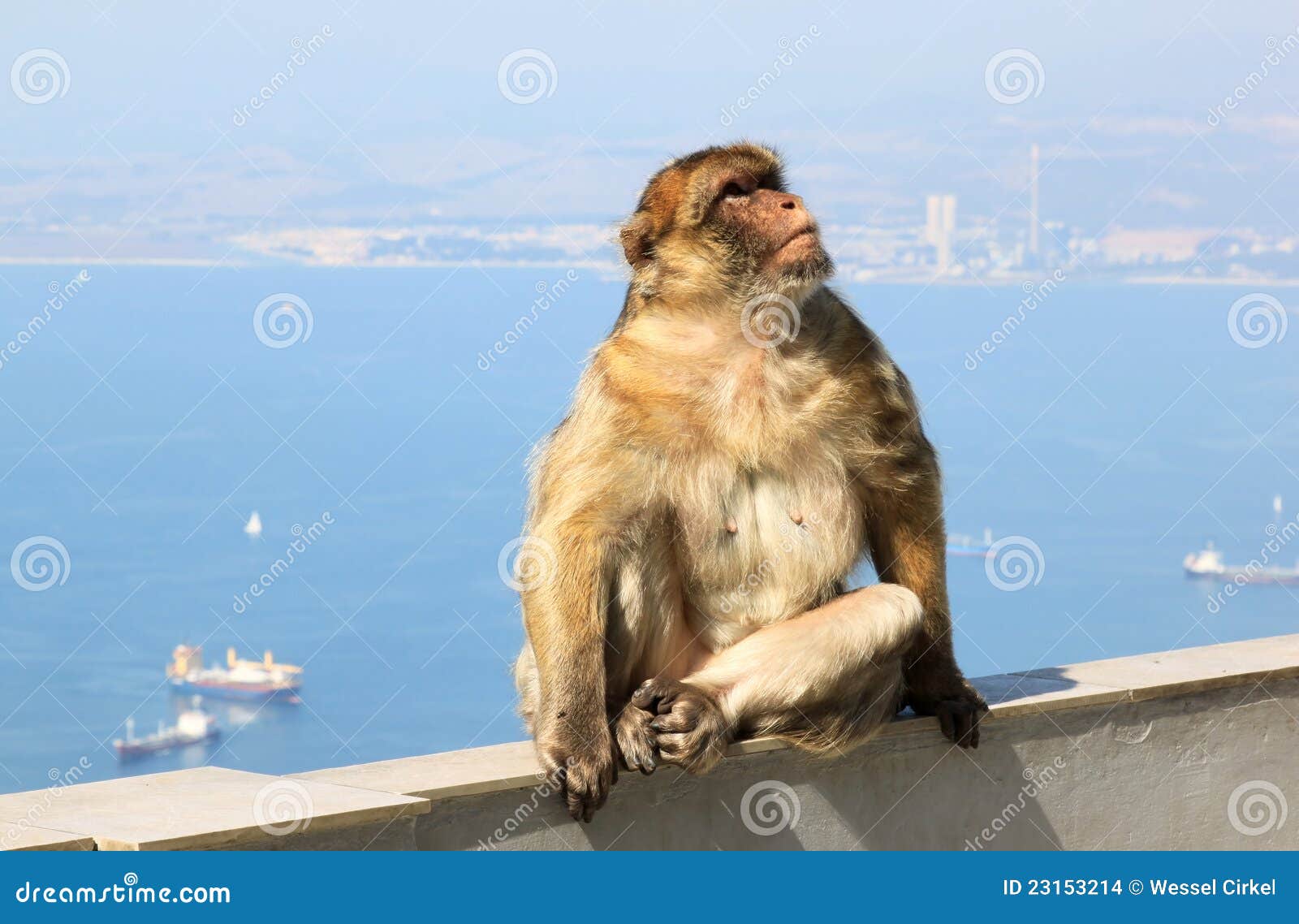 Barbary Macaque at the Rock of Gibraltar Stock Photo - Image of kingdom ...