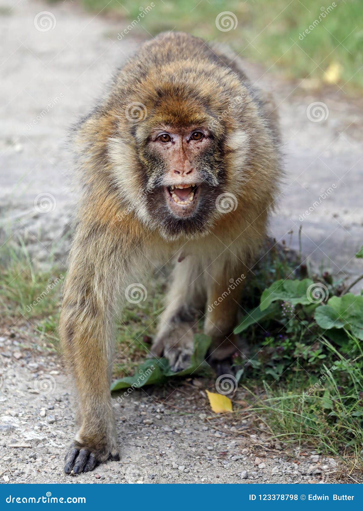 Barbary macaque stock photo. Image of outdoor, monkey - 123378798