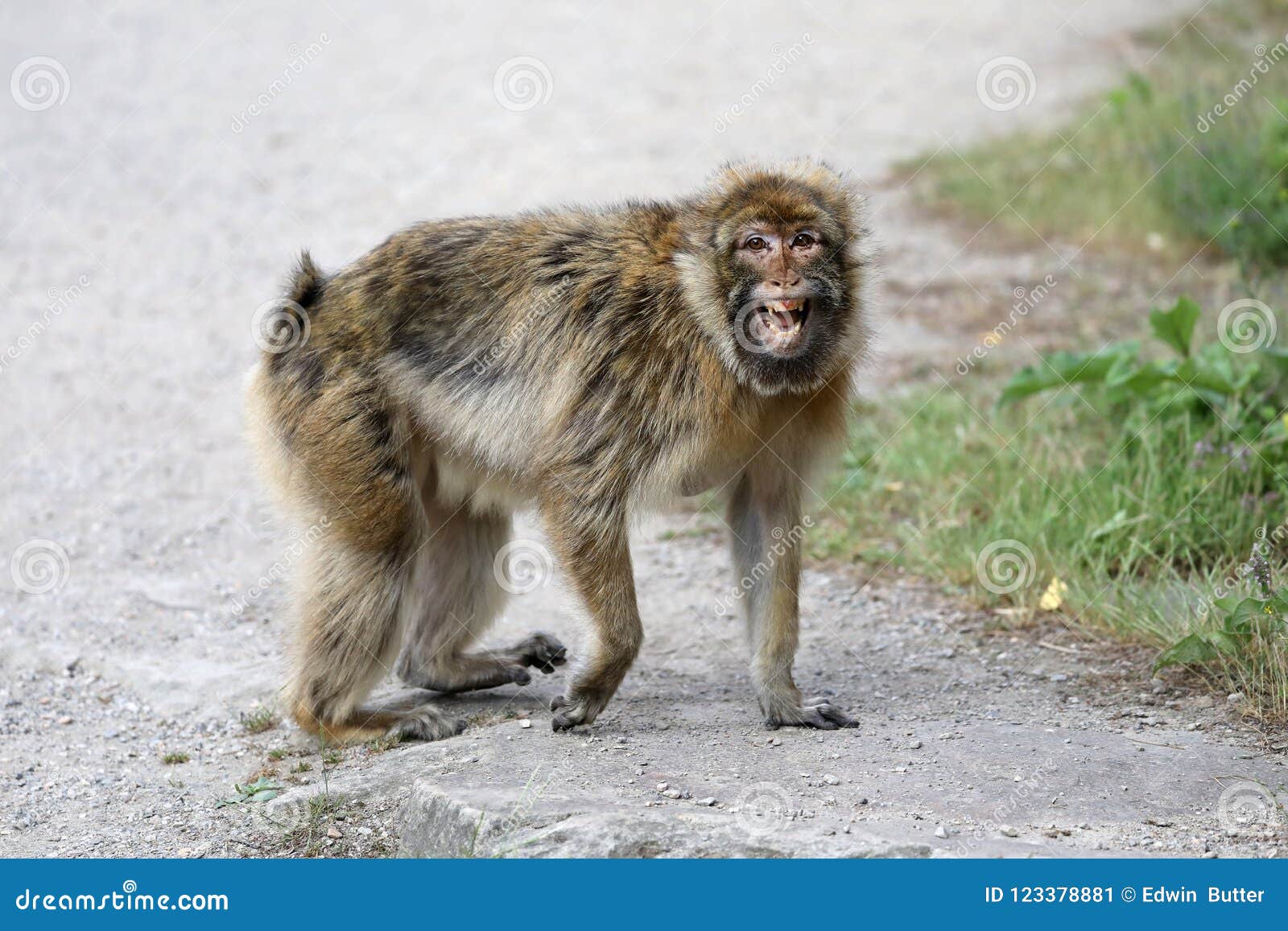 Barbary macaque stock image. Image of wildlife, eyes - 123378881