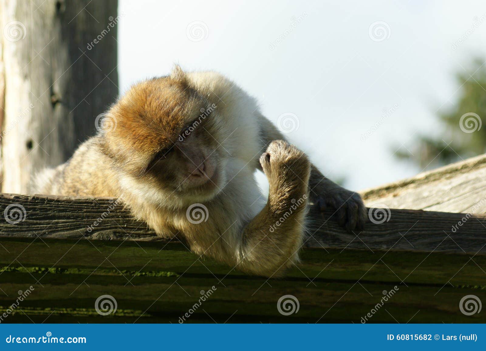 Barbary Macaque Showing Muscles Stock Photo - Image of monkey ...