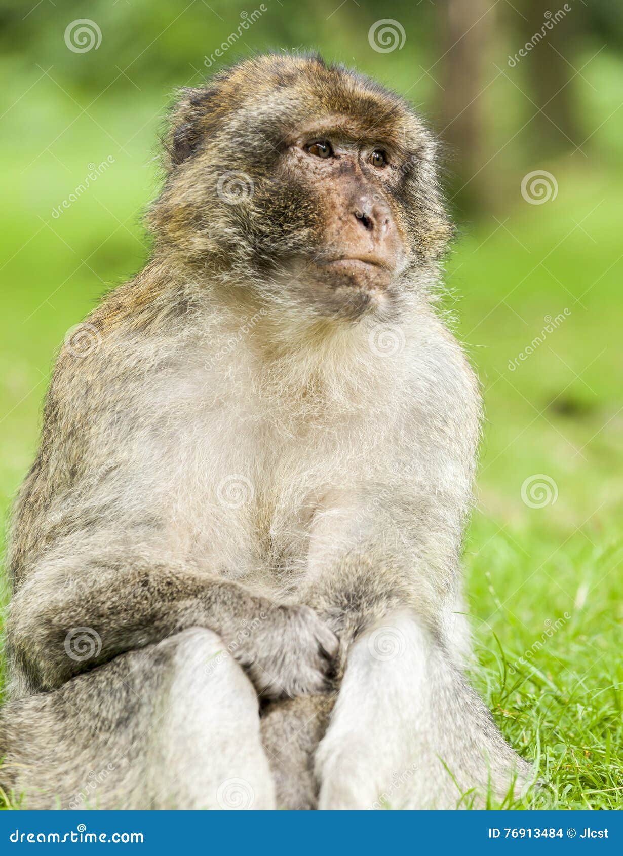Barbary Macaque Sitting Looking Off into the Distance. Stock Photo ...