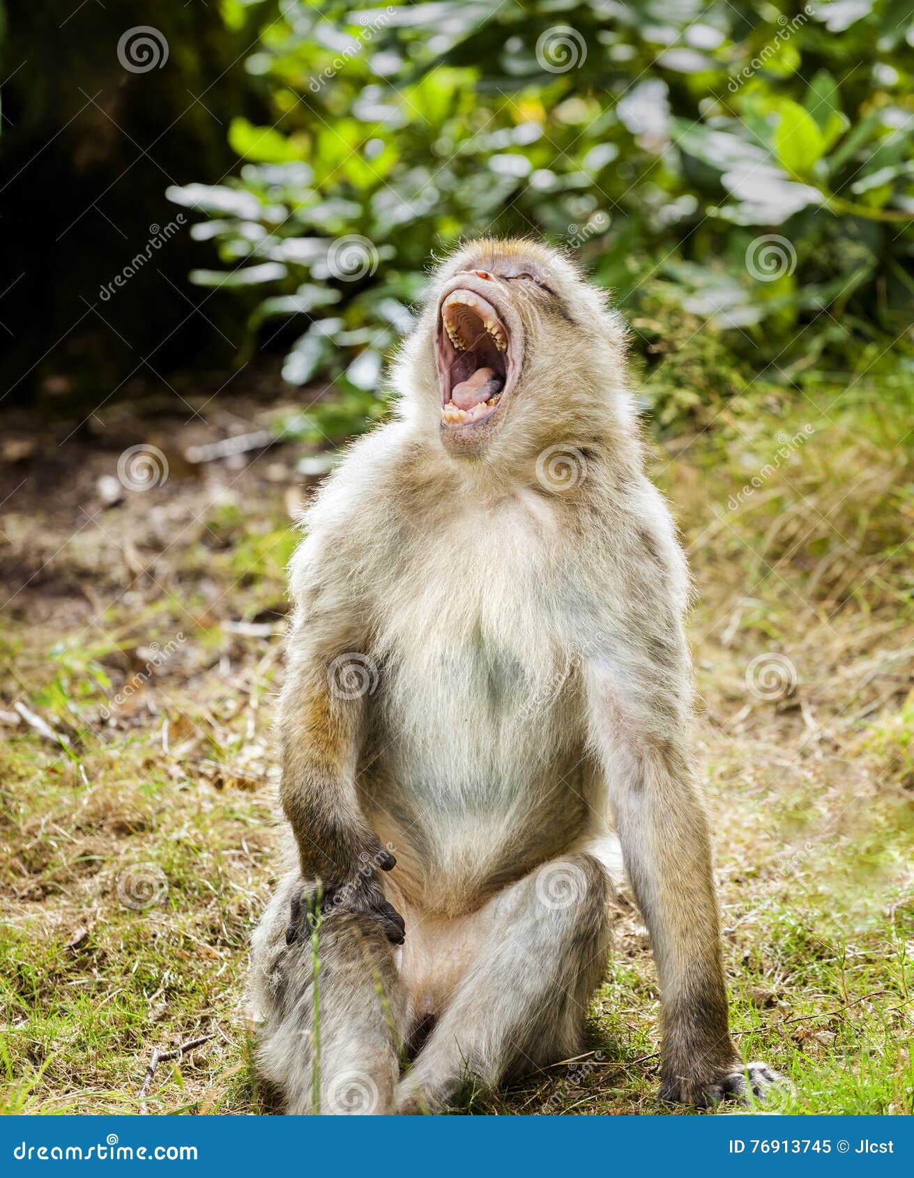 Yawning Barbary Lioness Stock Photo | CartoonDealer.com #68669910