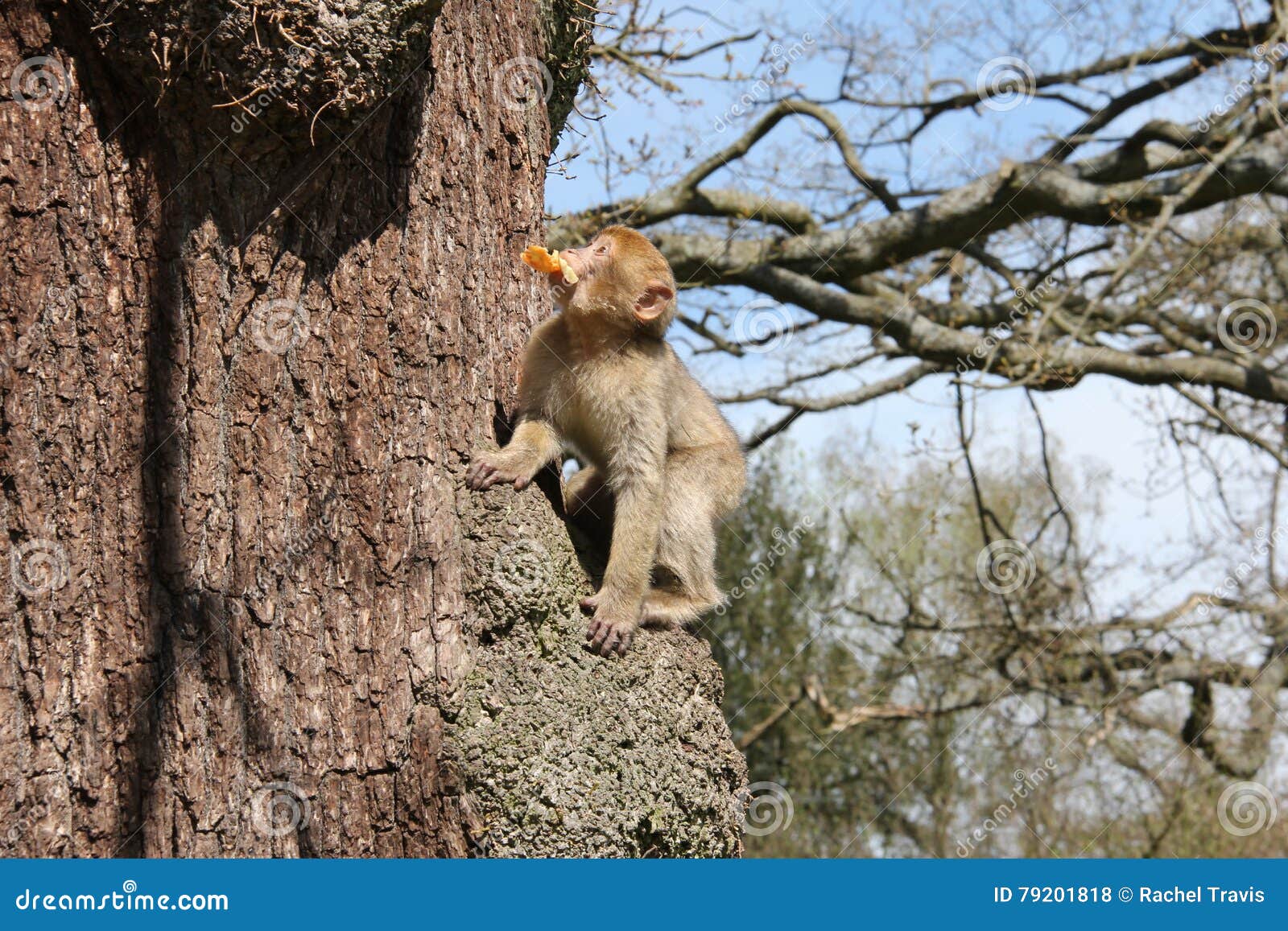 Barbary macaque stock photo. Image of primate, monkey - 79201818