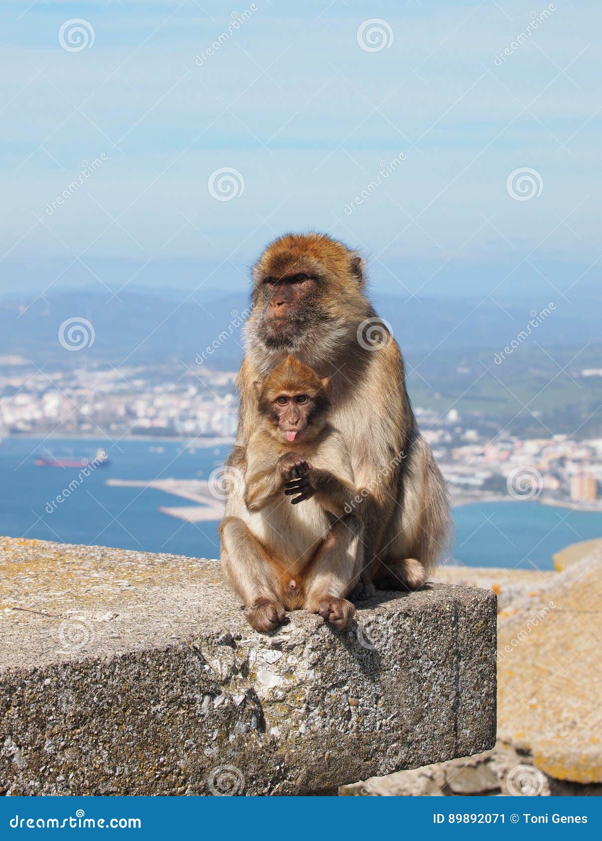 Barbary Macaques in Gibraltar - Europe Stock Image - Image of monkey ...