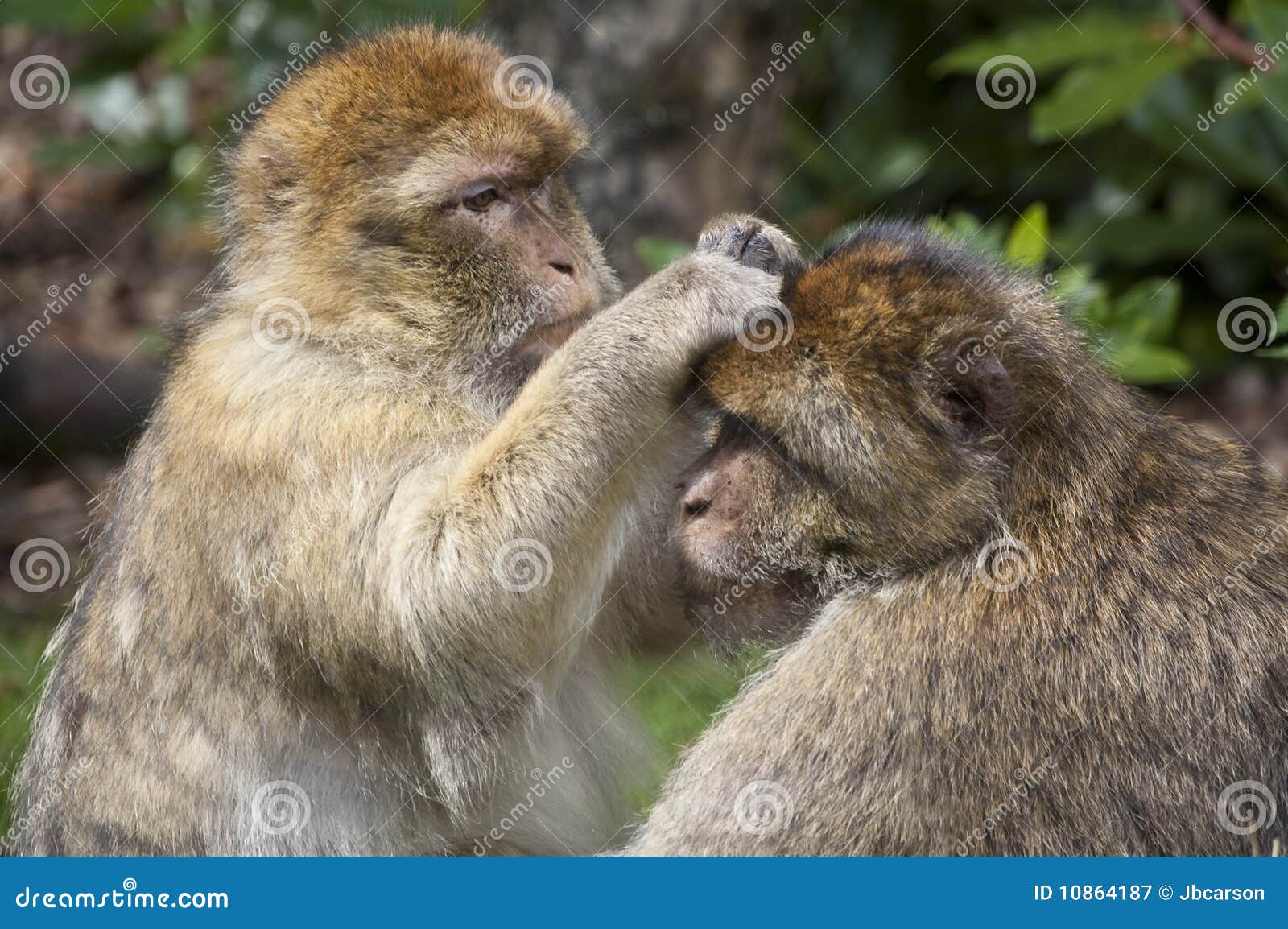 Barbary macaques grooming stock image. Image of primate - 10864187