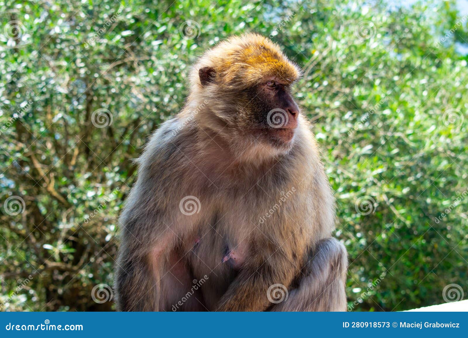 Barbary Macaques Monkey on Upper Rock in Gibraltar Natural Reserve ...