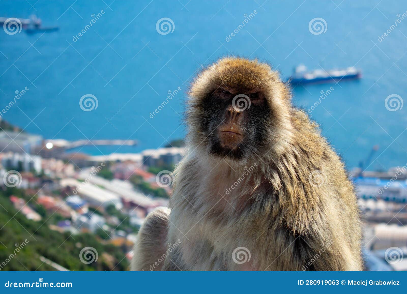 Barbary Macaques Monkey on Upper Rock in Gibraltar Natural Reserve ...