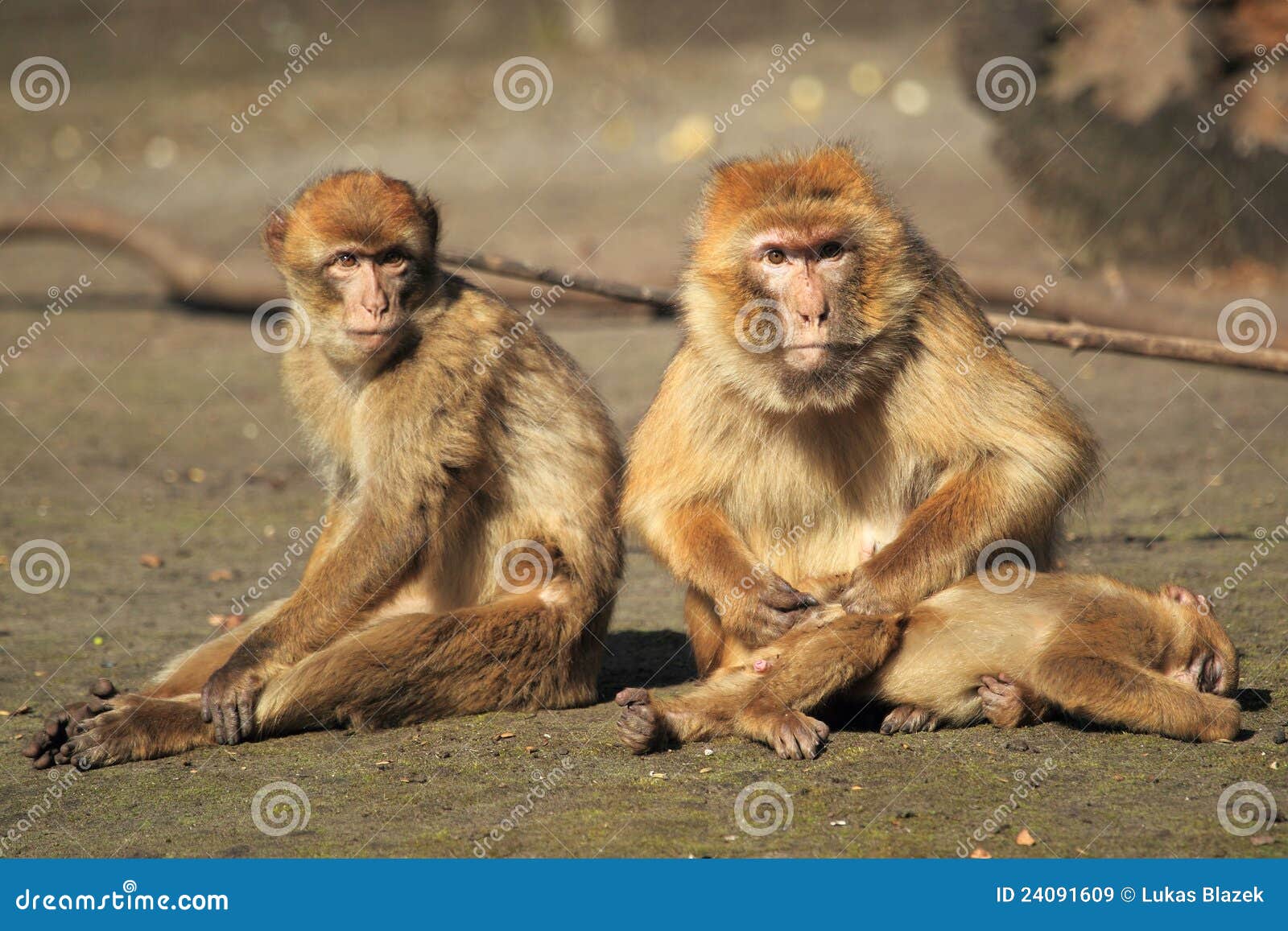 Barbary macaques trio stock image. Image of monkey, common - 24091609