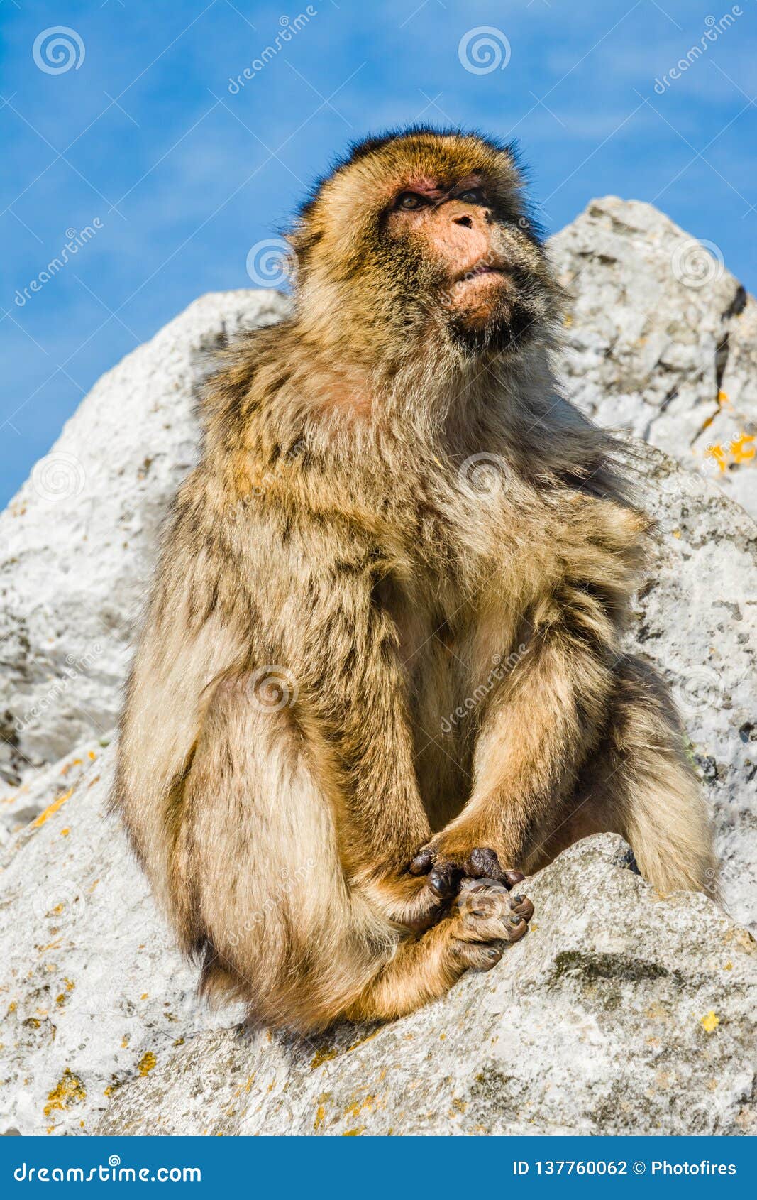 Barbary Monkey in Gibraltar Stock Photo - Image of blue, empty: 137760062
