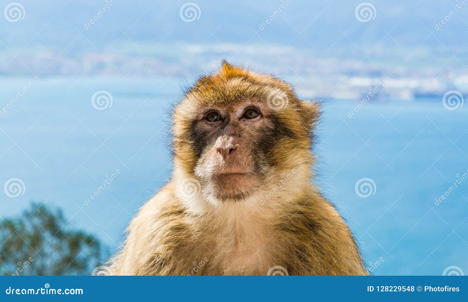 Barbary monkey head stock photo. Image of animal, mammal - 128229548