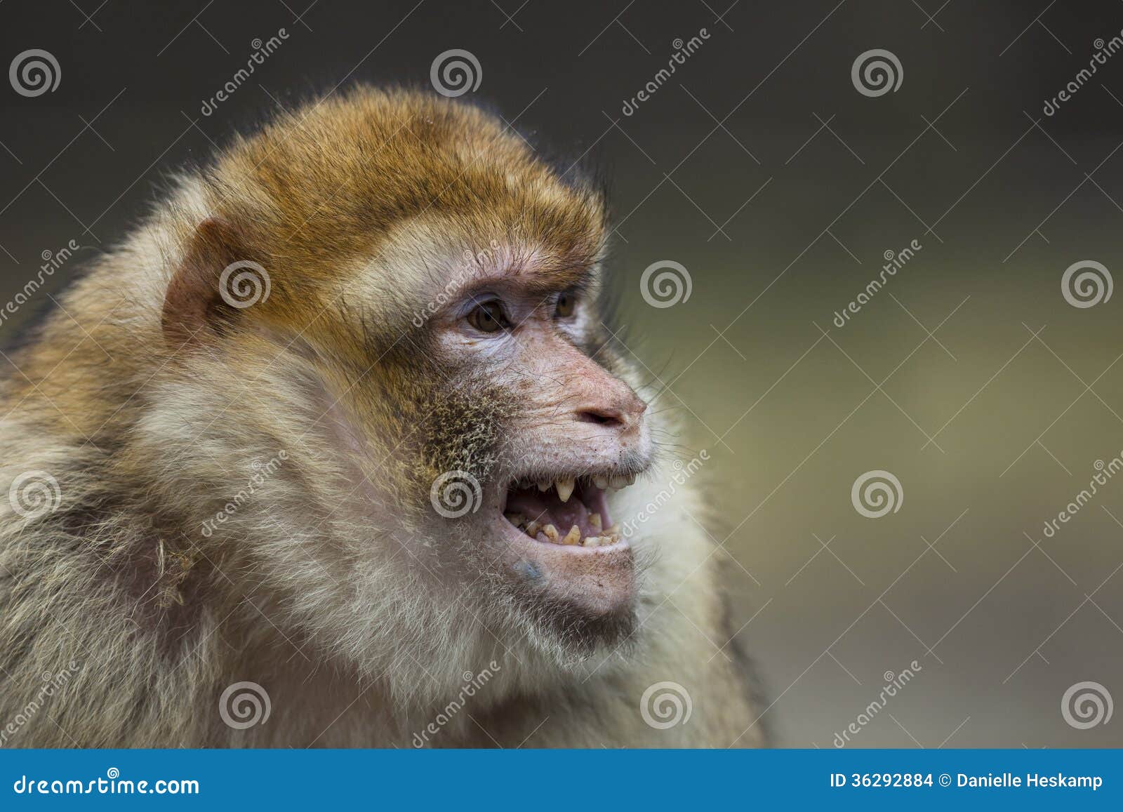 Barbary monkey stock photo. Image of teeth, barbary, mammal - 36292884