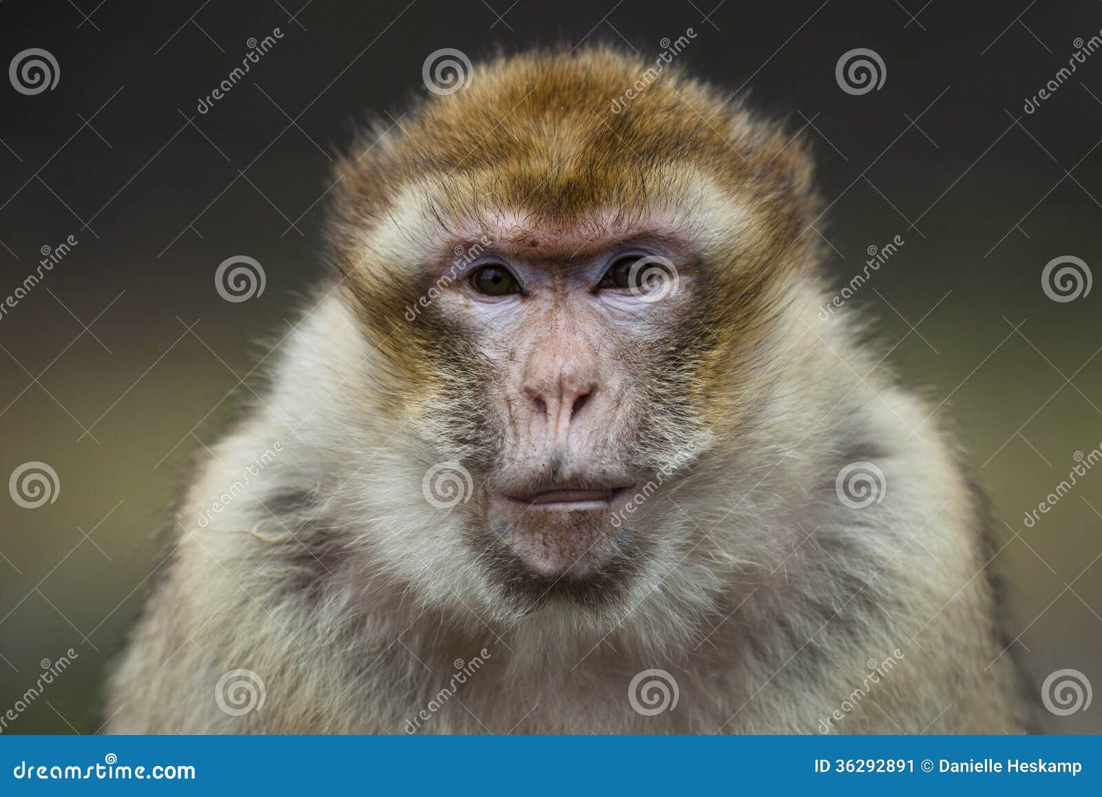 Barbary monkey stock image. Image of angry, monkey, wildlife - 36292891