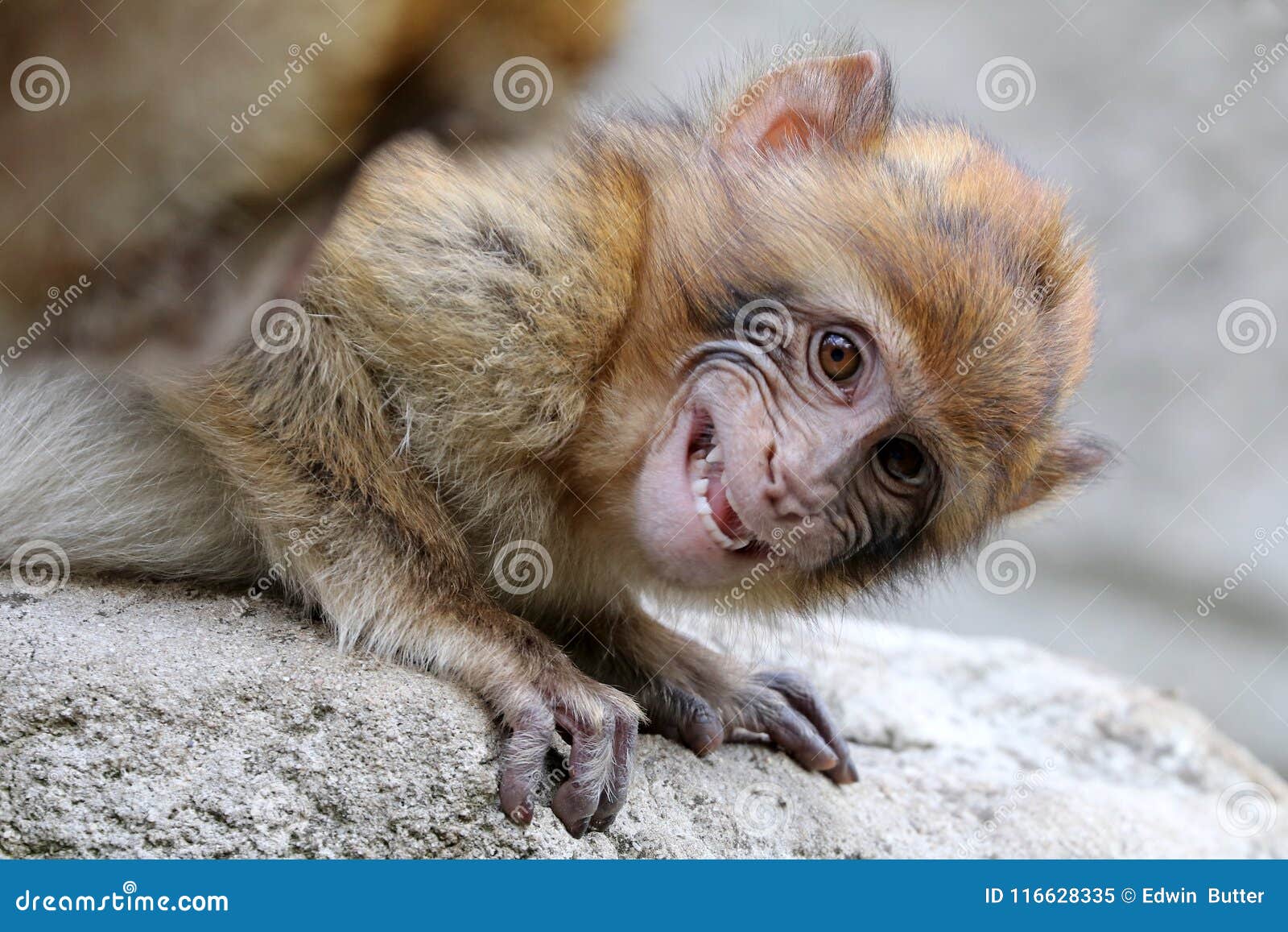 A Barbary monkey stock image. Image of male, natural - 116628335