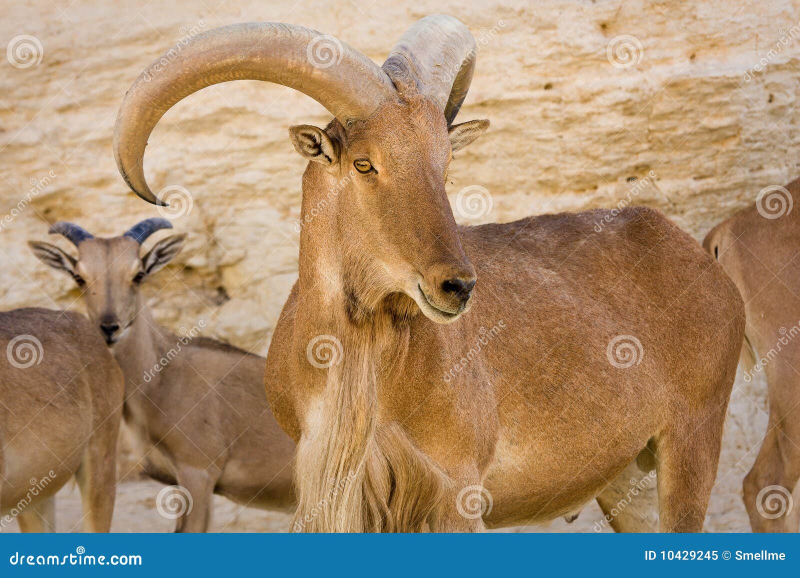 Barbary Sheep stock image. Image of mouflon, animal, africa - 10429245