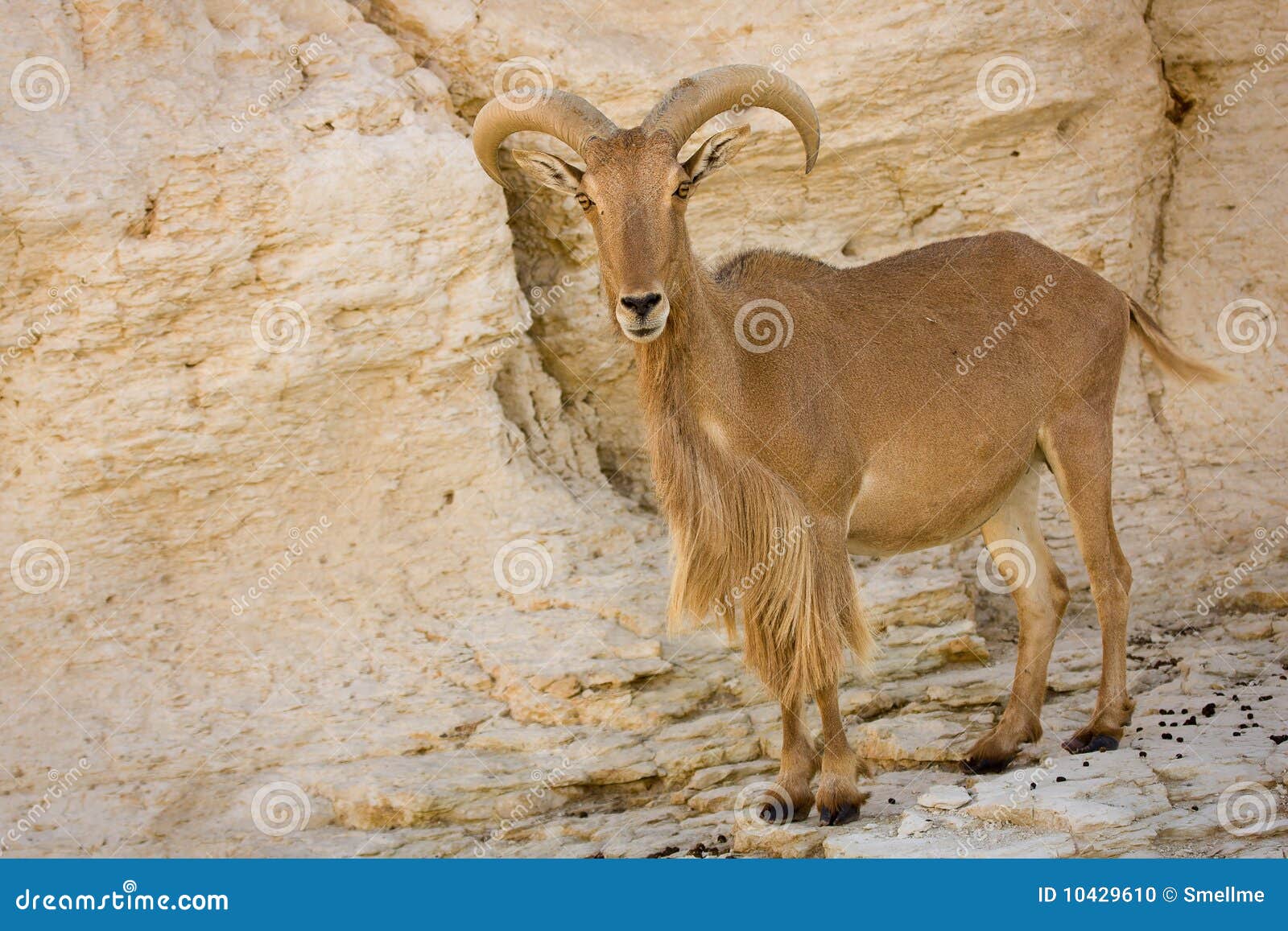 Barbary Sheep stock photo. Image of look, mouflon, male - 10429610