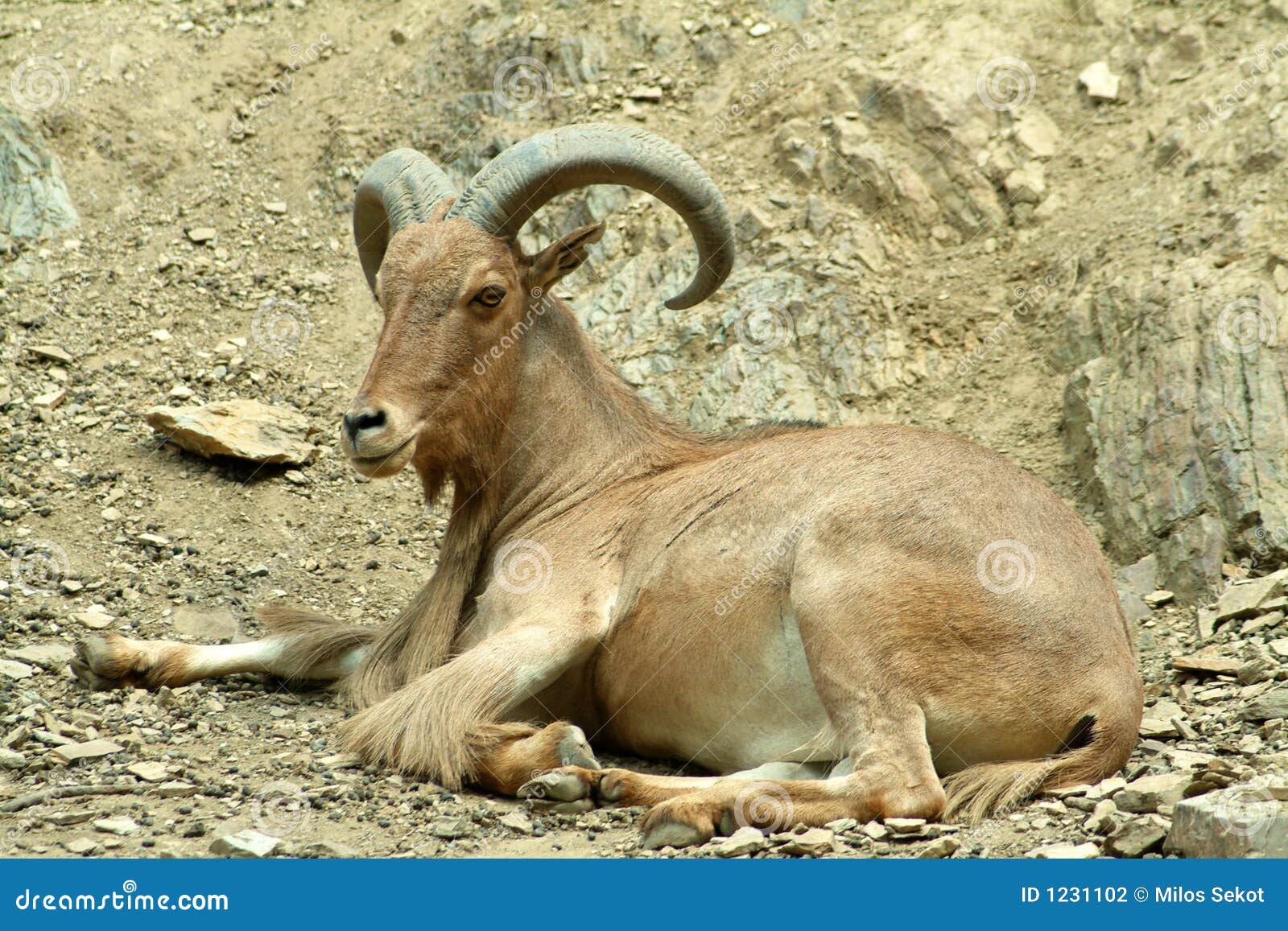 Barbary sheep stock photo. Image of animals, sheep, siesta - 1231102