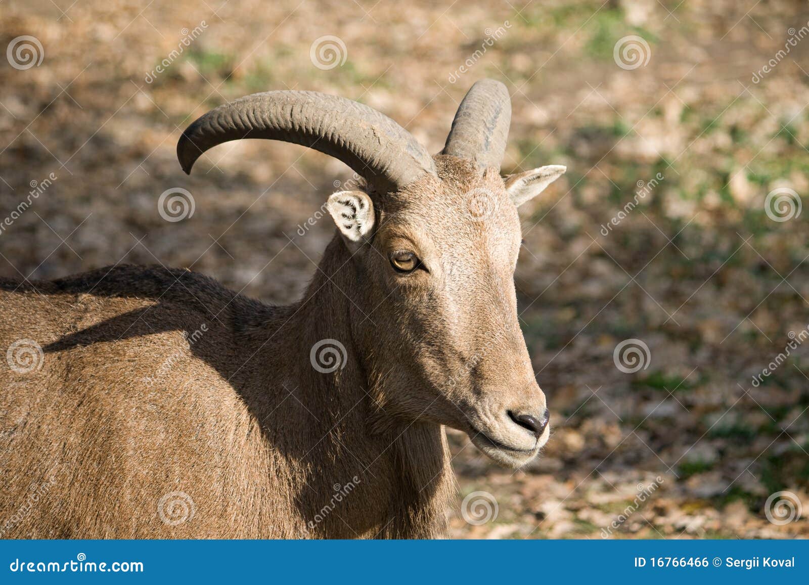 The Barbary Sheep stock photo. Image of quick, horn, goat - 16766466