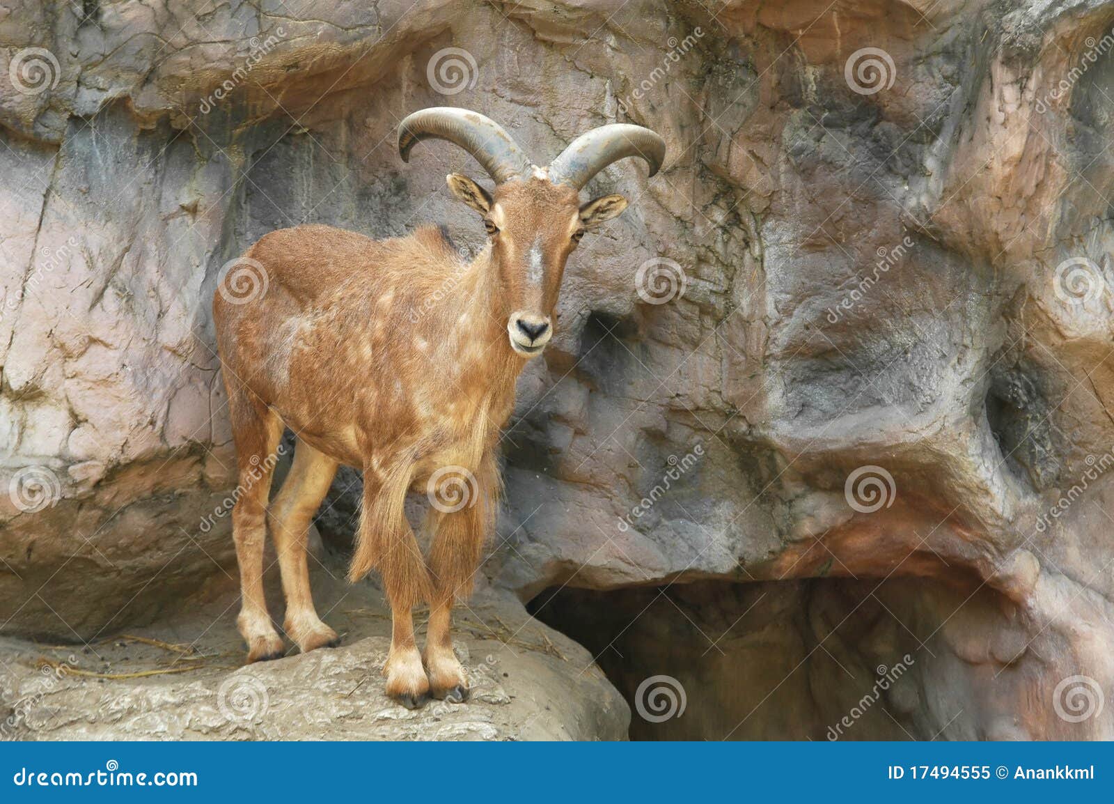 Barbary Sheep Stock Photo | CartoonDealer.com #86451450