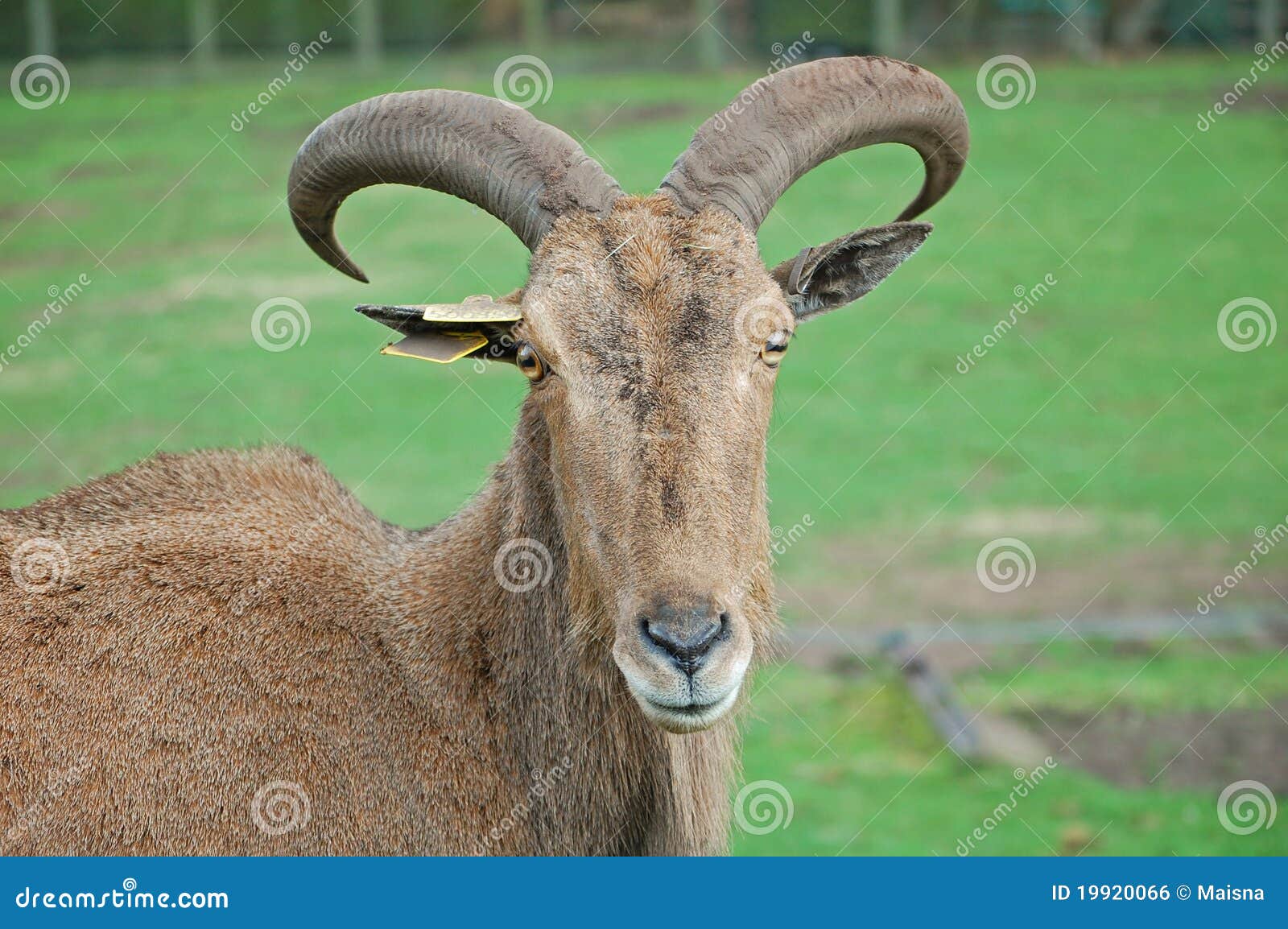 Barbary sheep stock photo. Image of barbary, watch, glare - 19920066