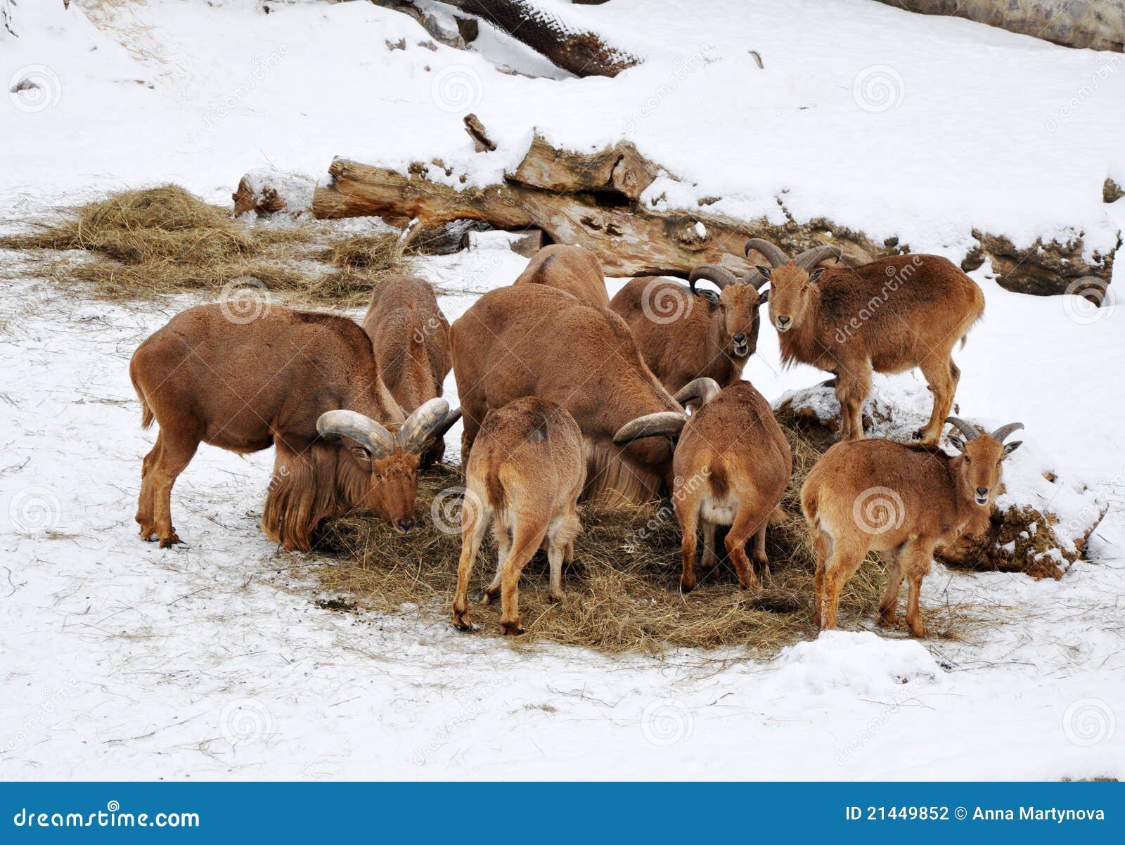 Barbary Sheep stock photo. Image of nature, artiodactyls - 21449852