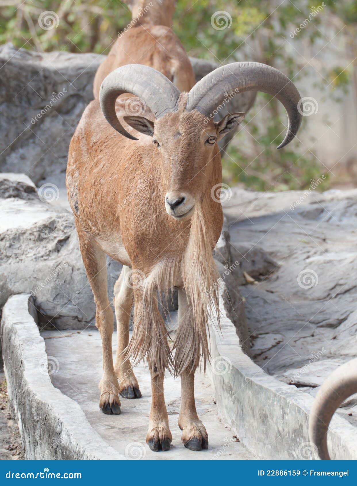 Barbary sheep stock image. Image of mammal, africa, goat - 22886159