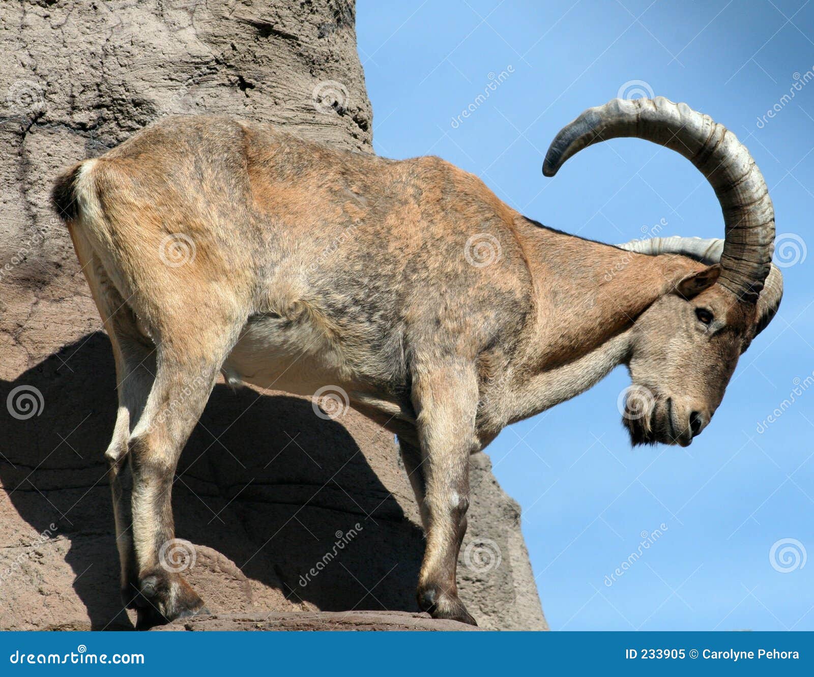 Barbary Sheep stock image. Image of animal, male, horns - 233905