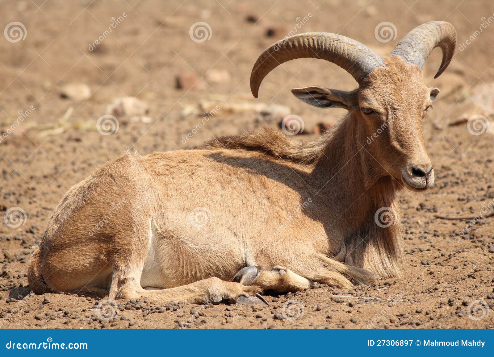 Barbary sheep stock image. Image of beard, meadow, buck - 27306897