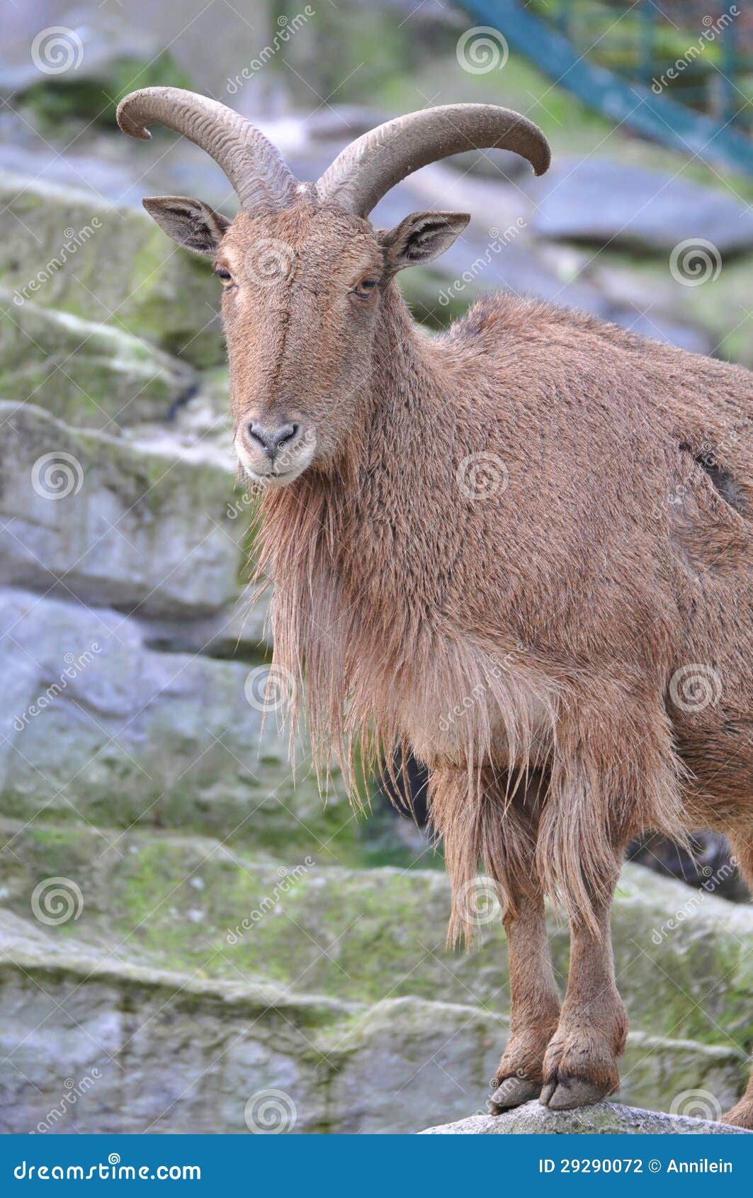 Barbary sheep stock photo. Image of nature, wild, africa - 29290072