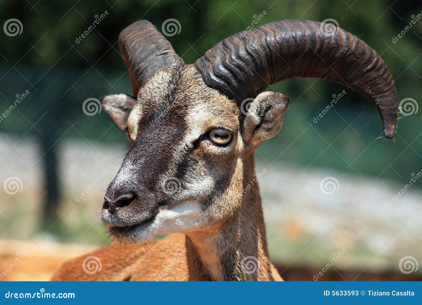 Barbary sheep stock image. Image of nature, native, lervia - 5633593