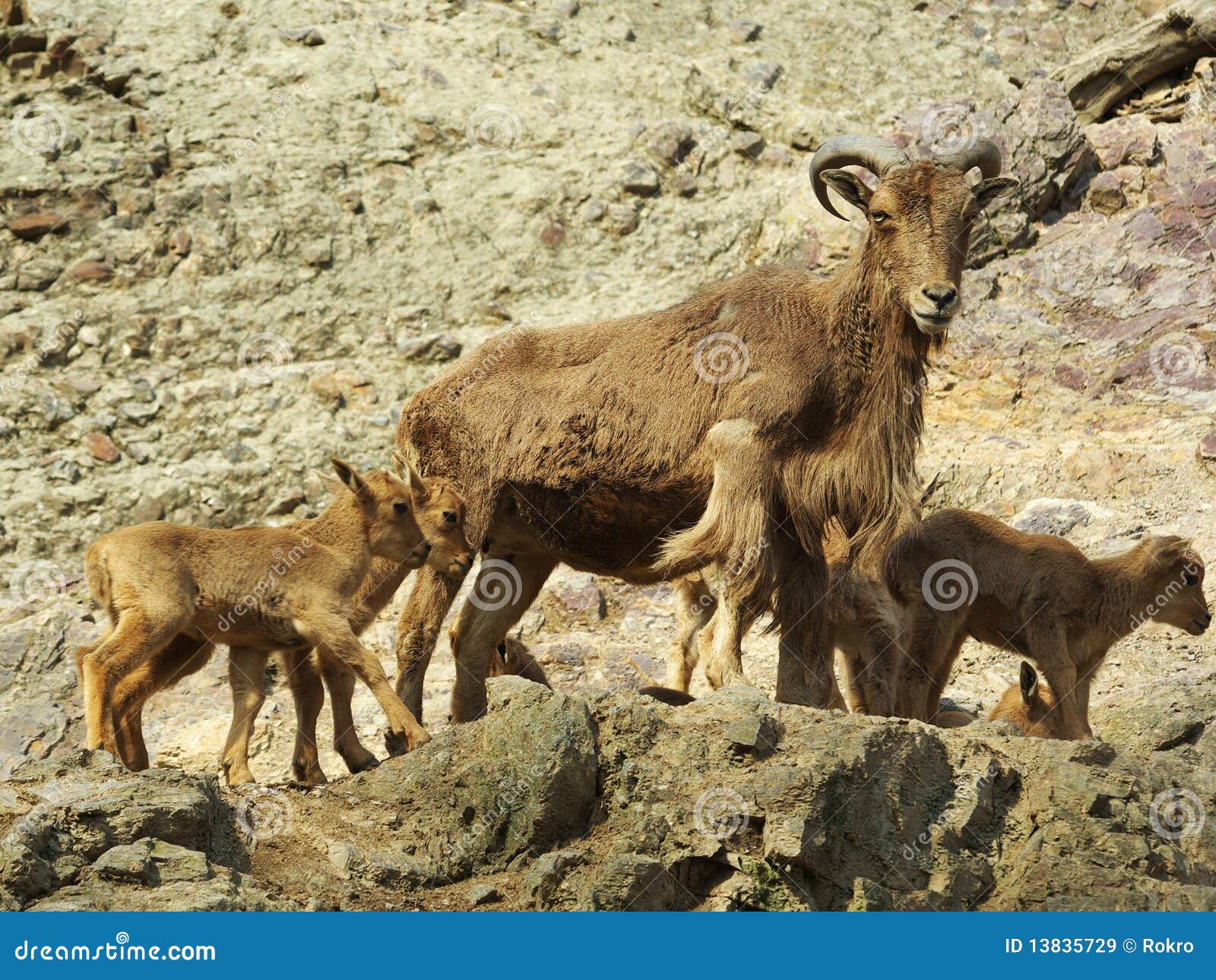 Barbary Sheep - Ammotragus Lervia Stock Image - Image of aoudad ...