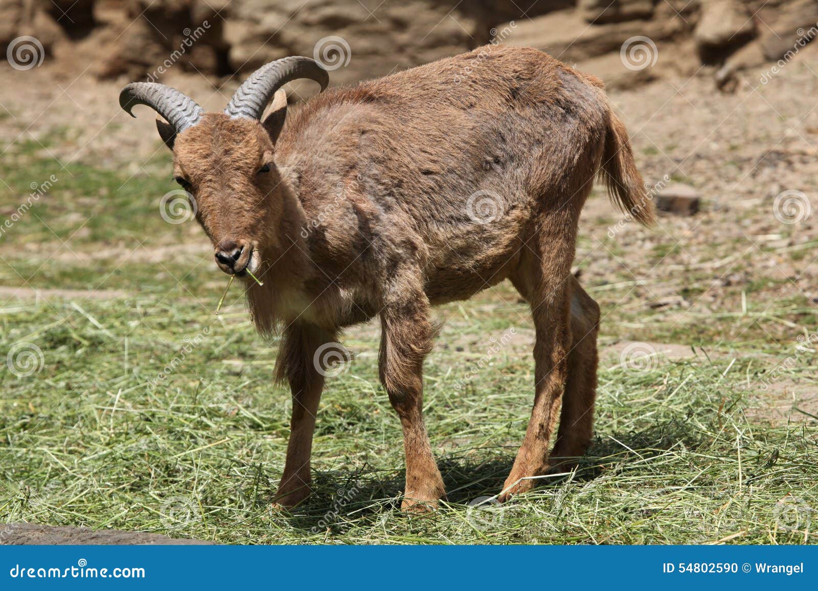 Barbary Sheep (Ammotragus Lervia) Stock Photo - Image of caprinae ...